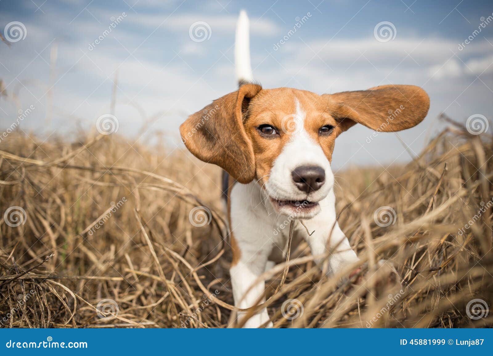 Beagle running in nature stock image. Image of grass - 45881999
