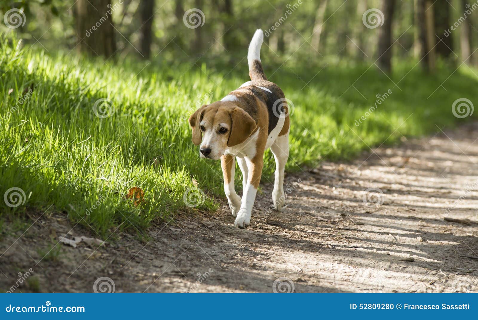 3,207 Beagle Smile Photos - Free & Royalty-Free Stock Photos from ...