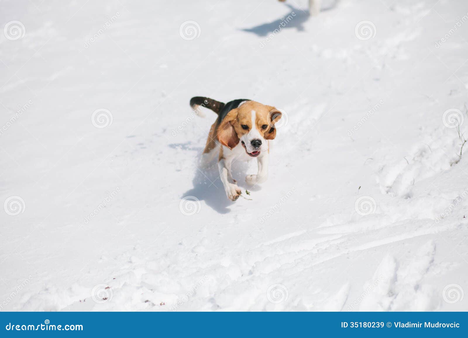 Beagle running in snow stock image. Image of tongue, dunbo - 35180239