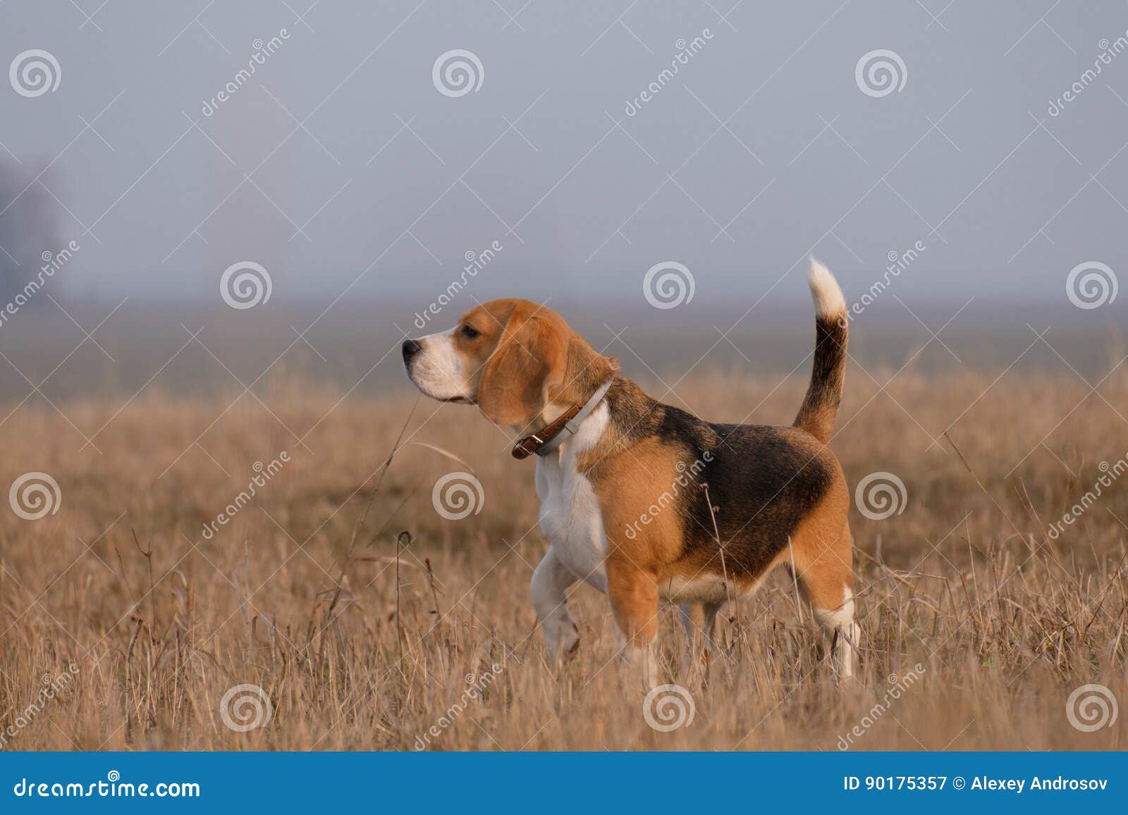 The Beagle Runs and Frolics at the Spring Walk Stock Image - Image of ...