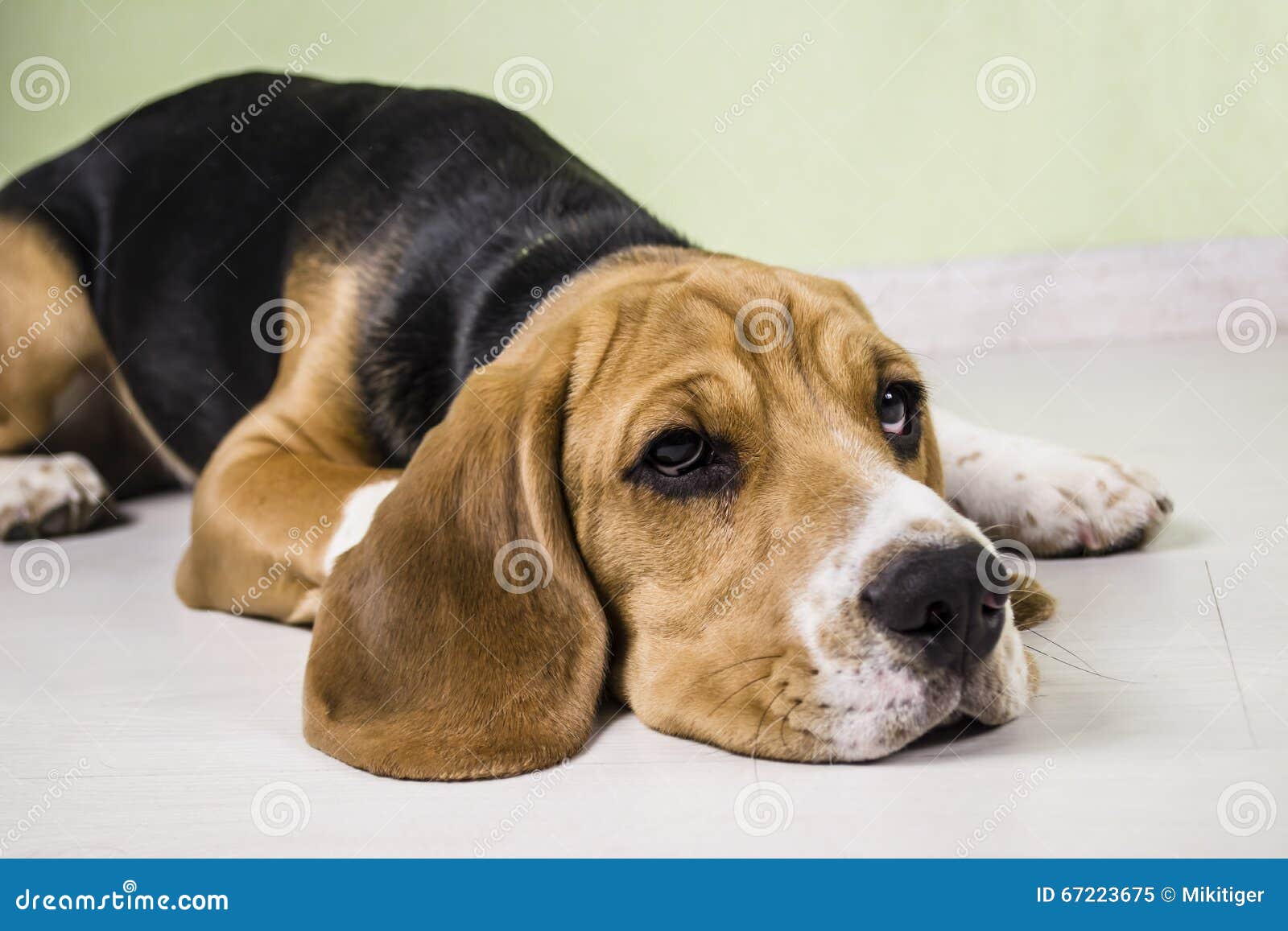 Beagle sad stock image. Image of lying, white, floor - 67223675