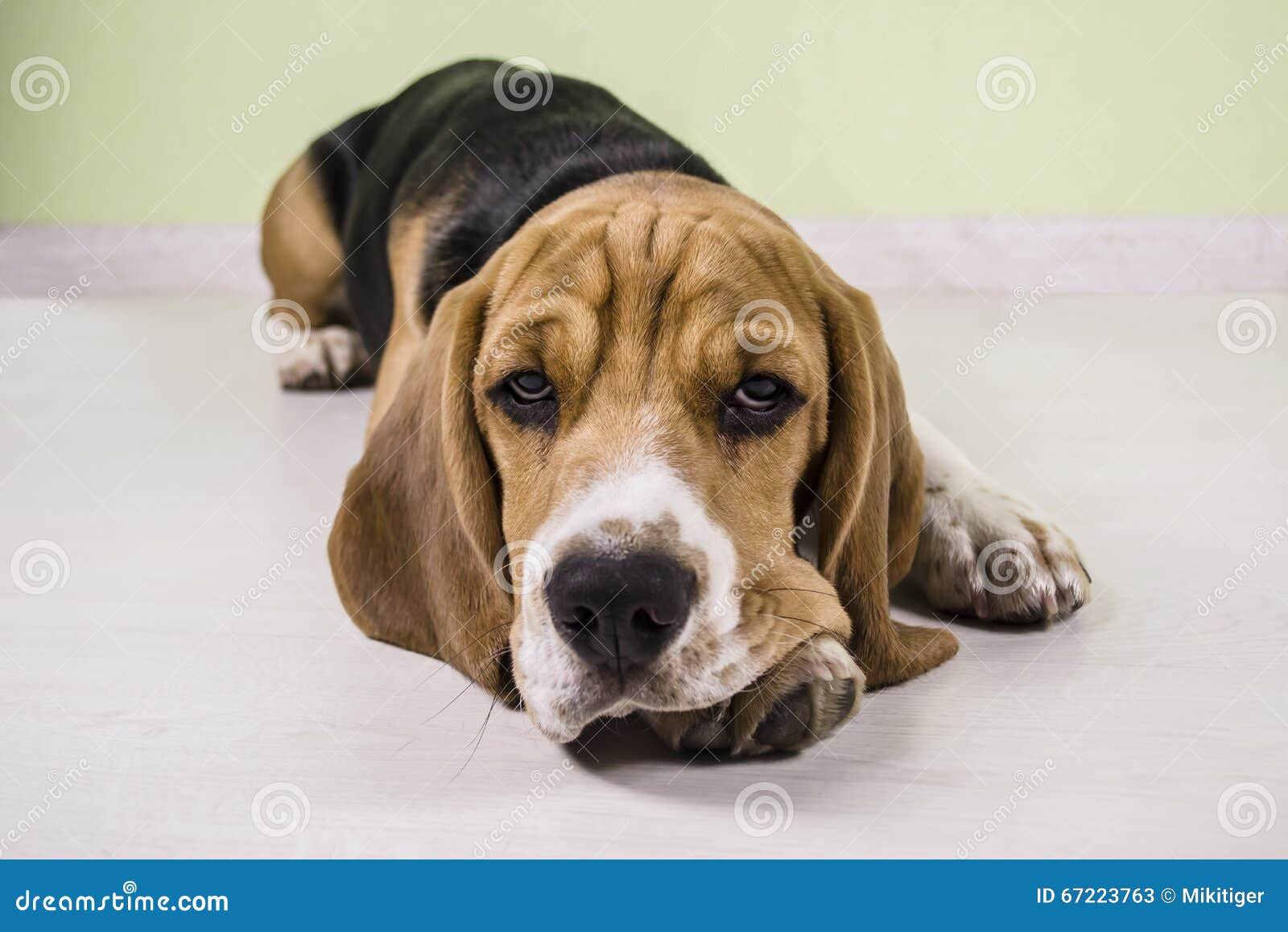 Beagle sad stock image. Image of hound, snout, puppy - 67223763