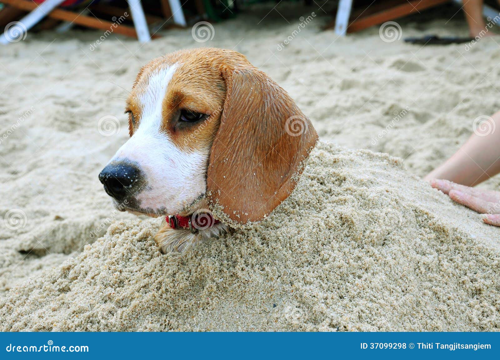 Beagle in the sand stock photo. Image of drown, sham - 37099298