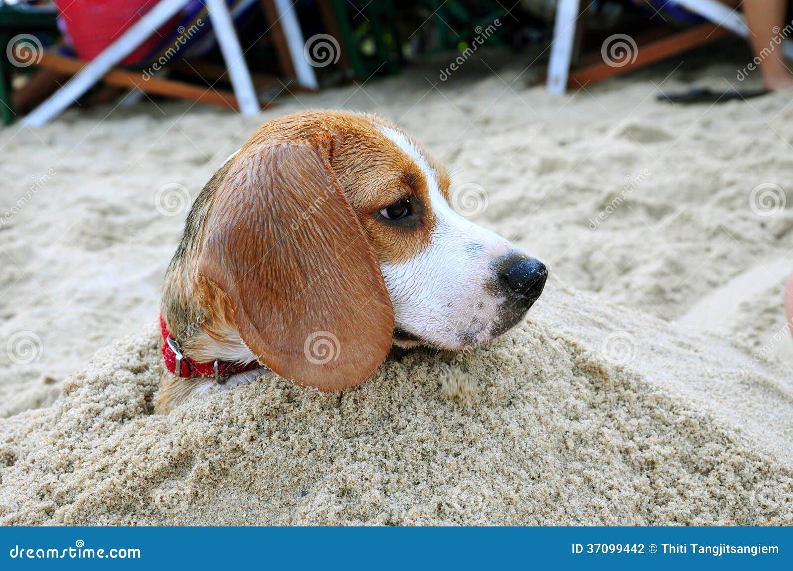 Beagle in the sand stock photo. Image of beagle, hand - 37099442