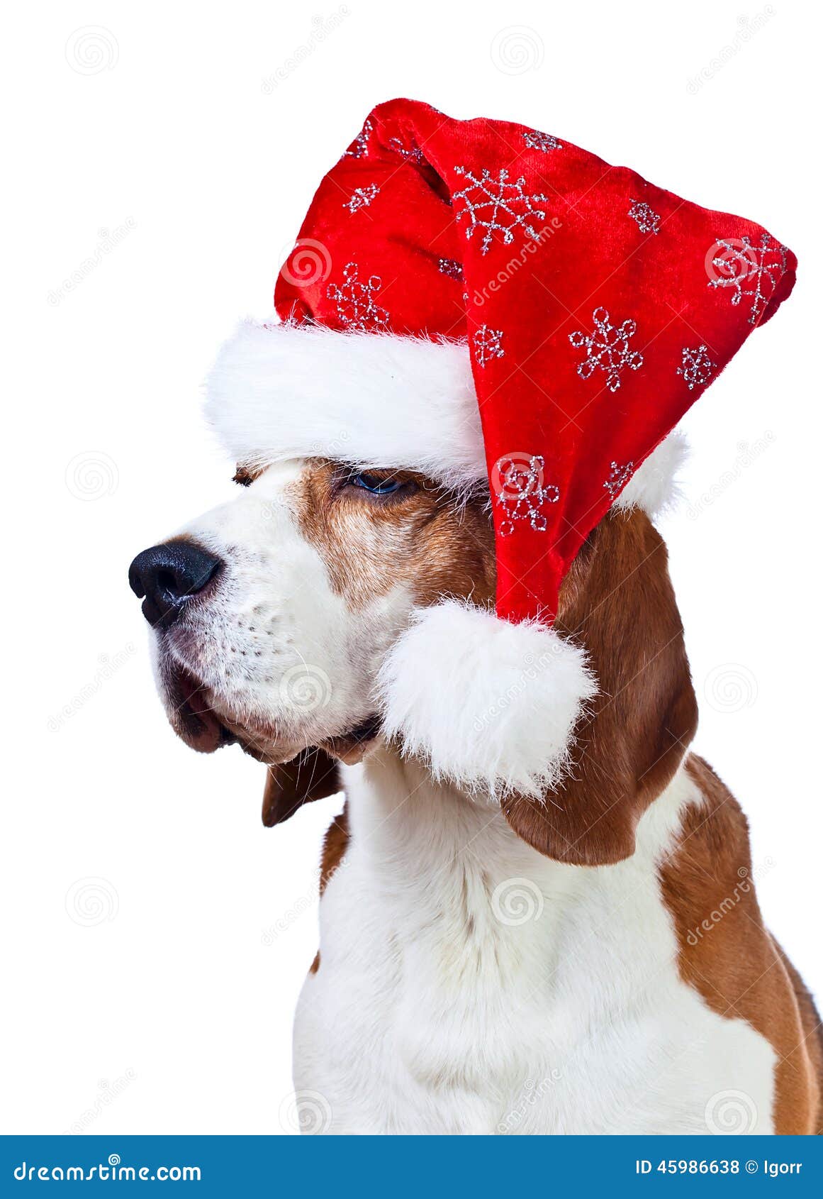Beagle in Santa Hat Isolated on White Stock Photo - Image of beagle ...