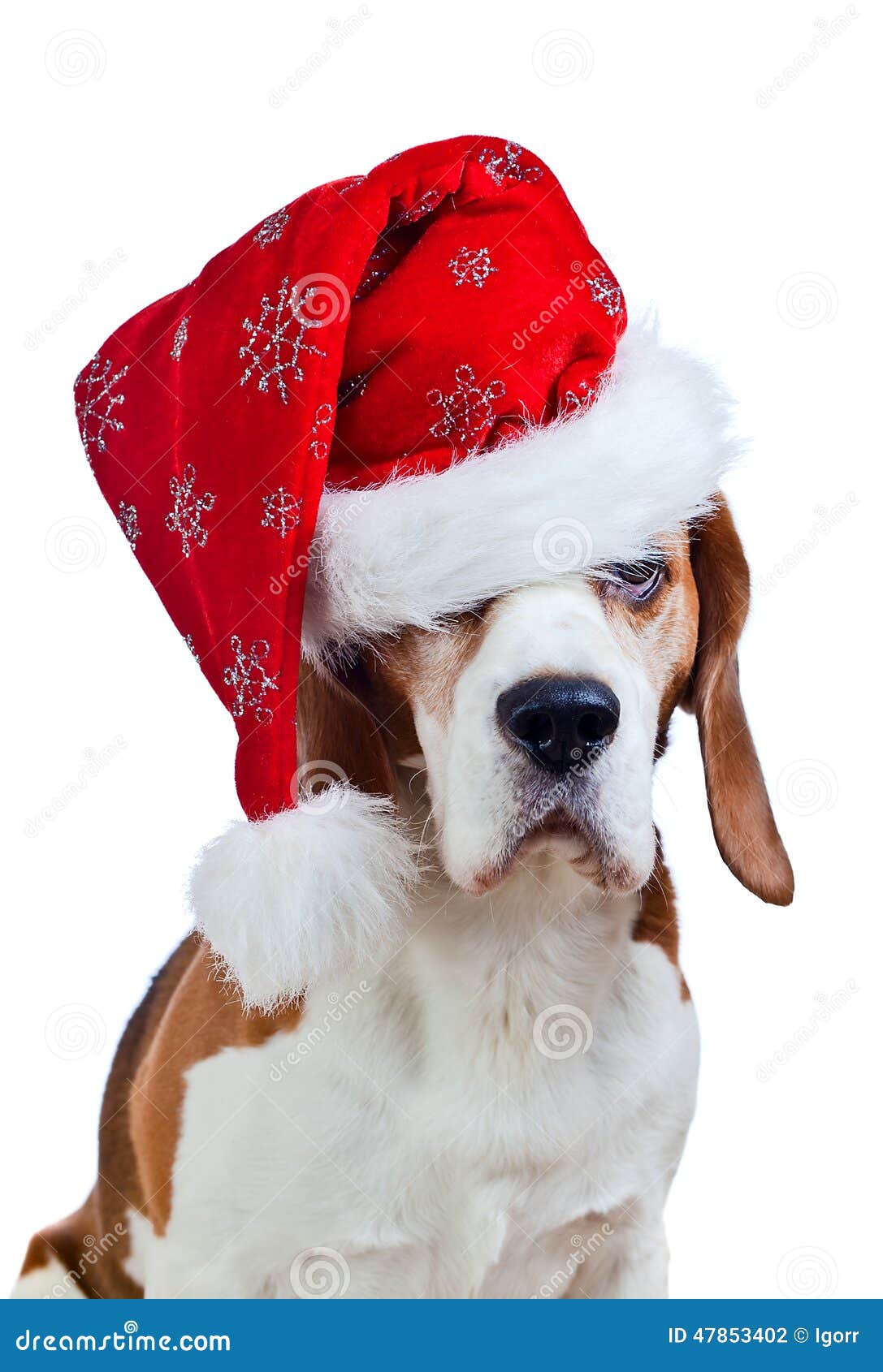Beagle in Santa Hat Isolated on White Stock Photo - Image of playful ...