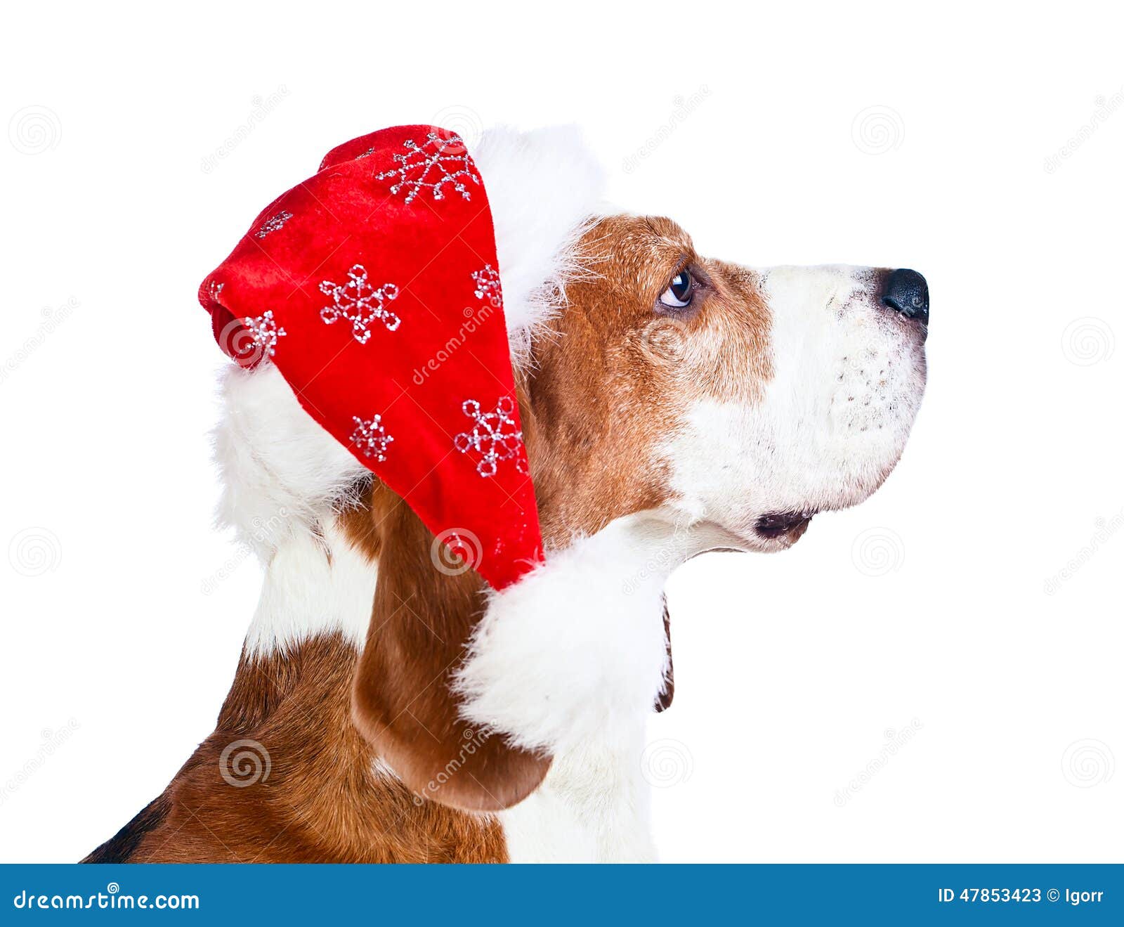 Beagle in Santa Hat Isolated on White Stock Image - Image of claus ...