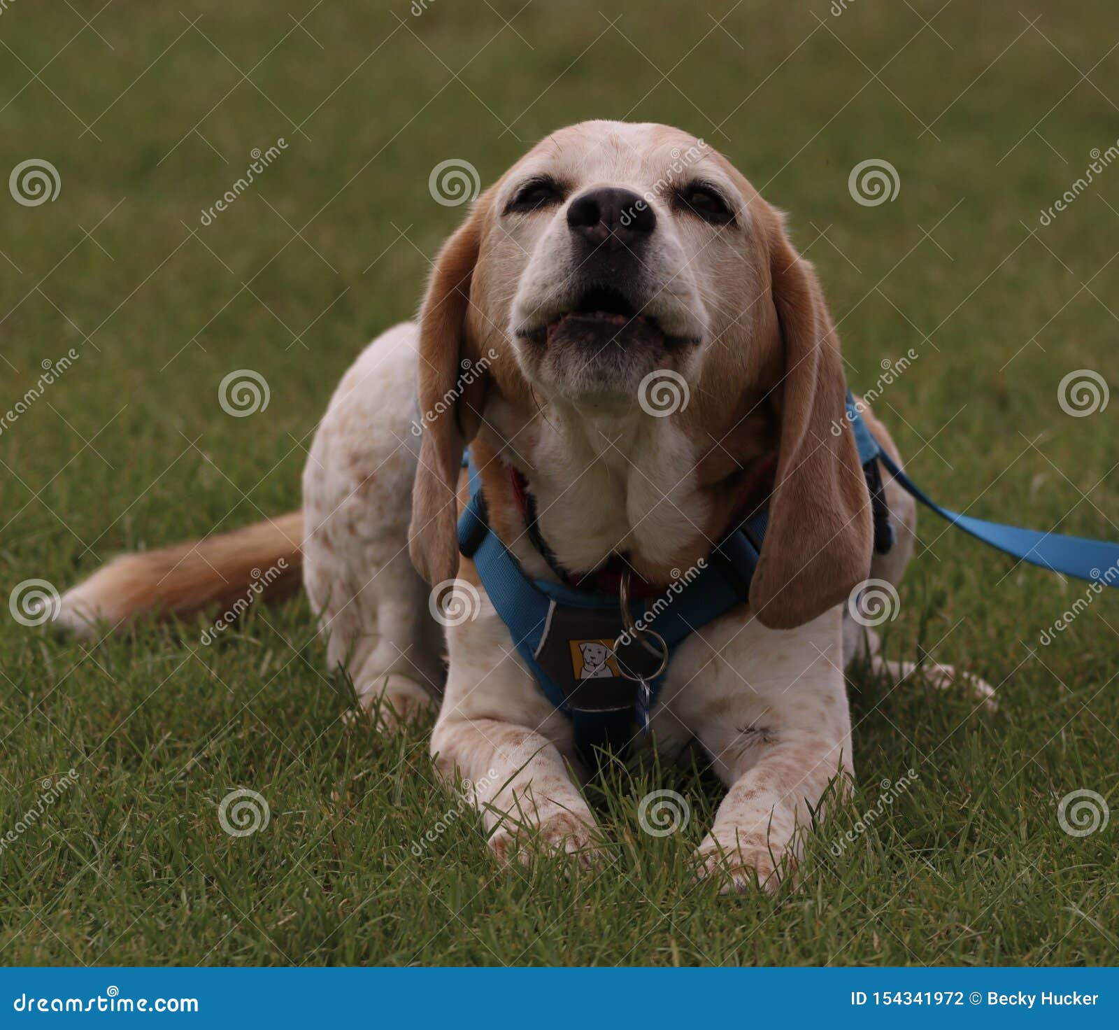Beagle says hello stock photo. Image of year, beagle - 154341972