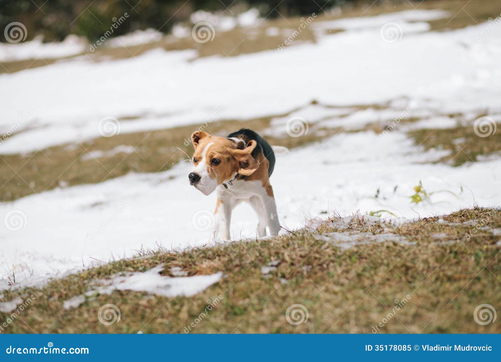 Beagle shaking in snow stock image. Image of running - 35178085