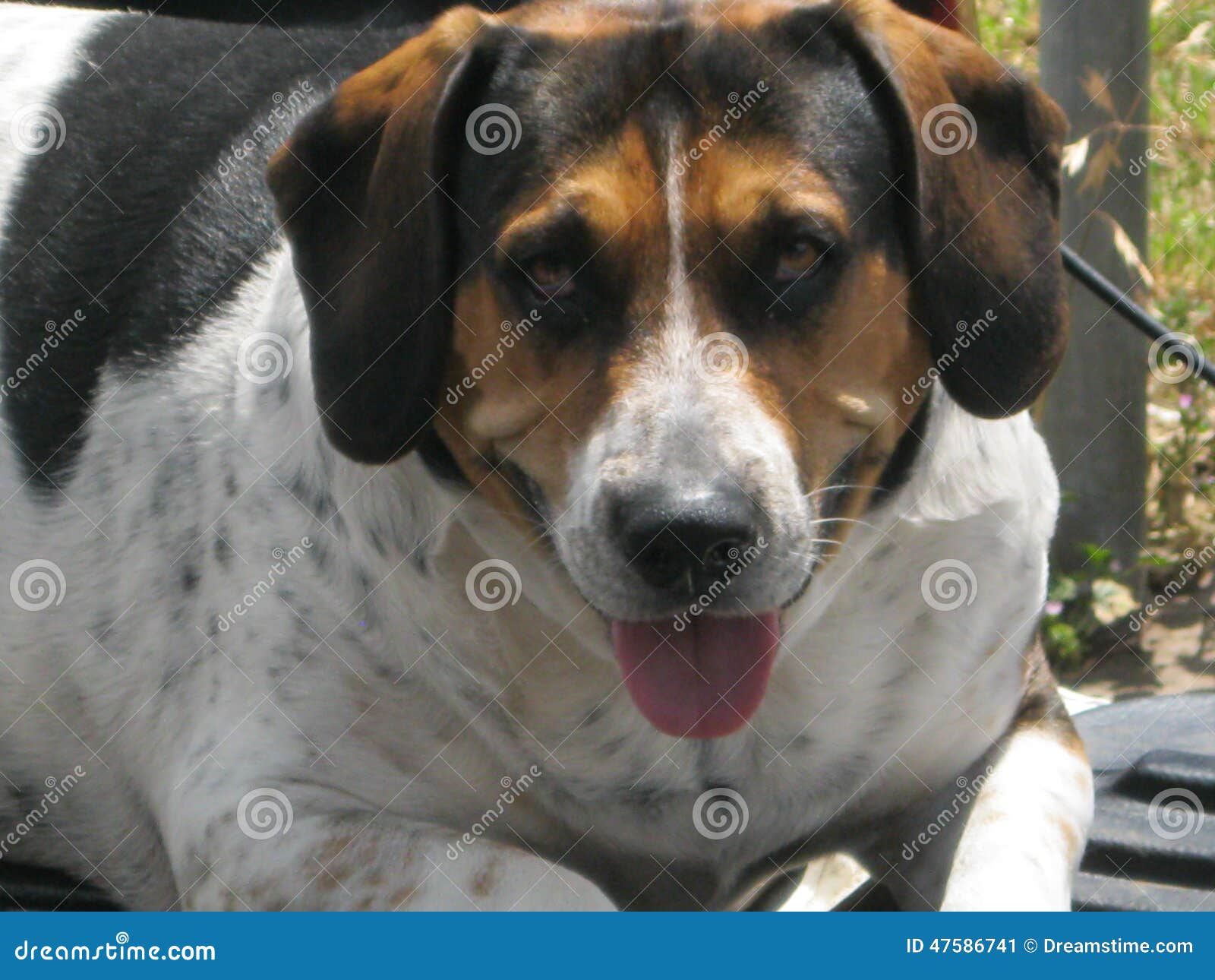 Beagle stock image. Image of working, hound, blue, chubby - 47586741