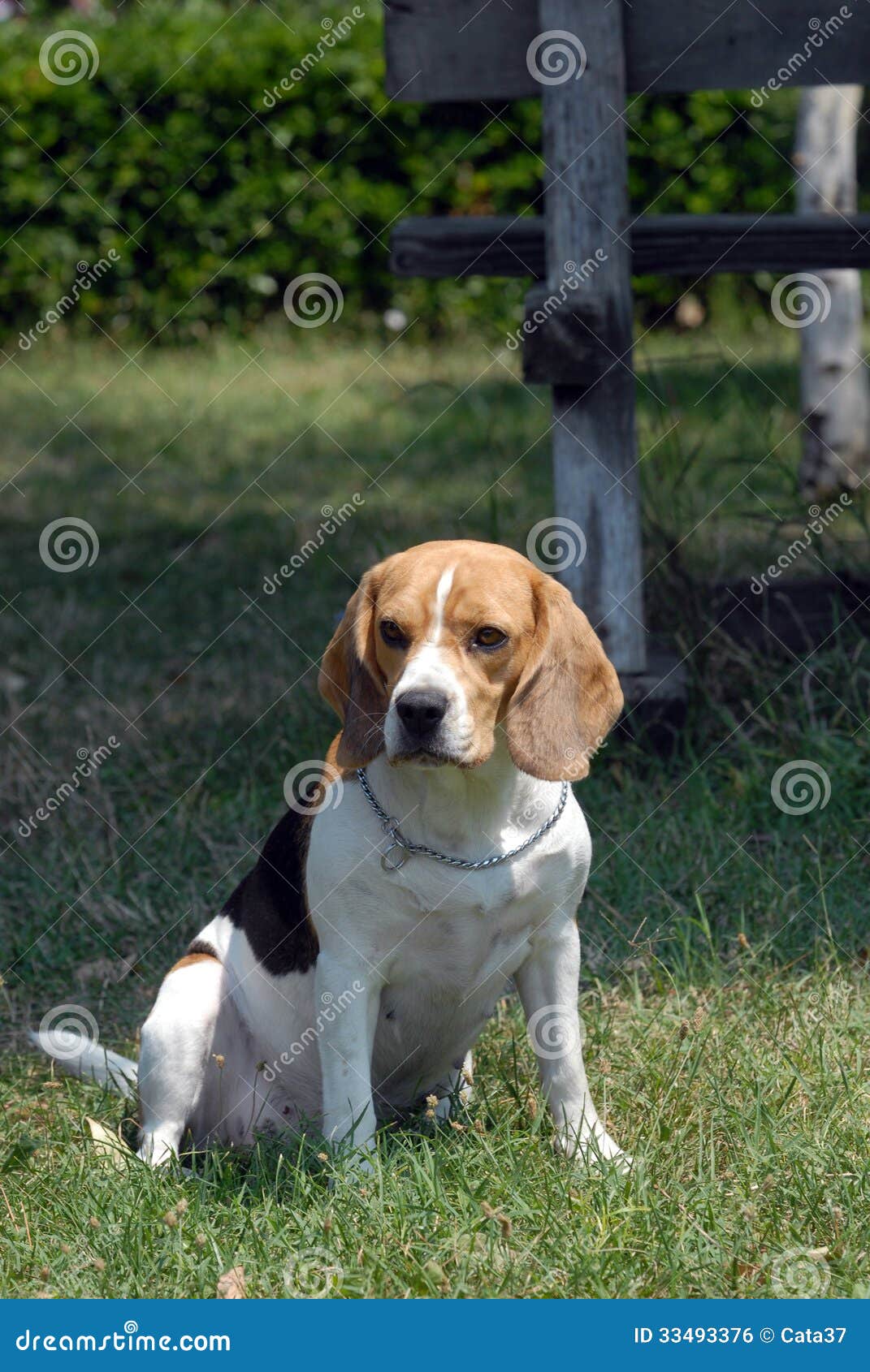 Beagle stock photo. Image of breed, pedigree, mammal - 33493376