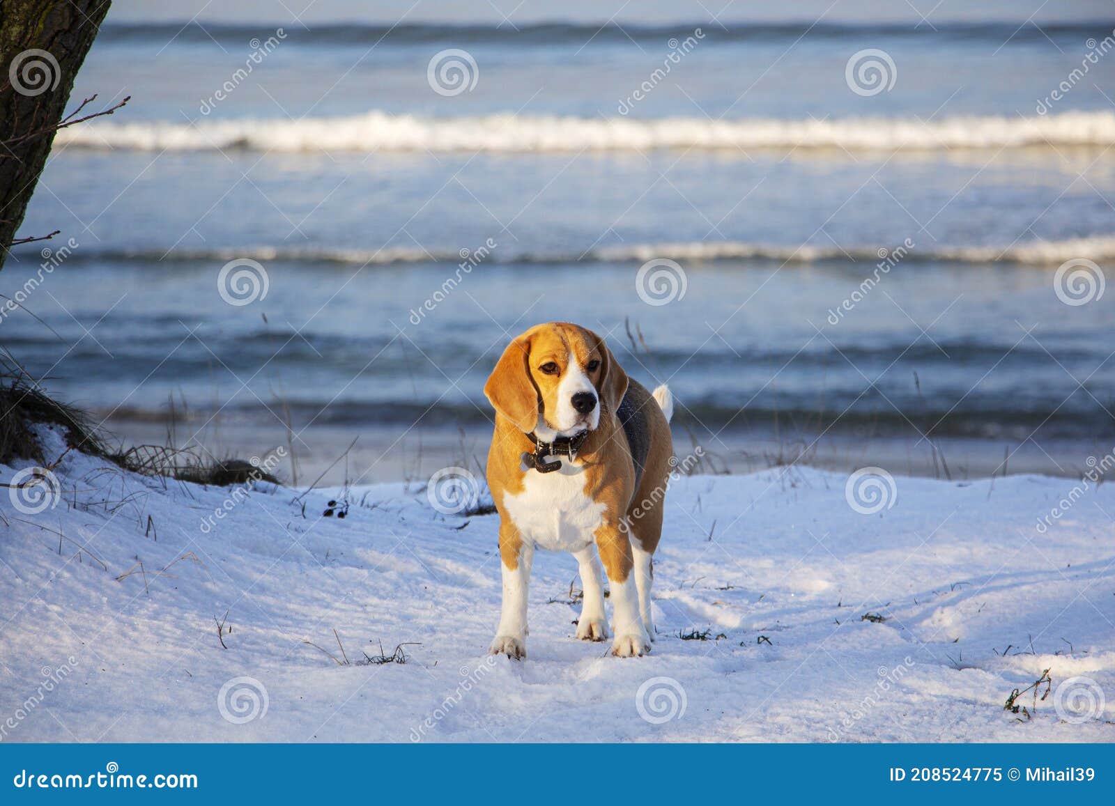 The Beagle Sits in the Winter Snow and Looks into the Distance Stock ...