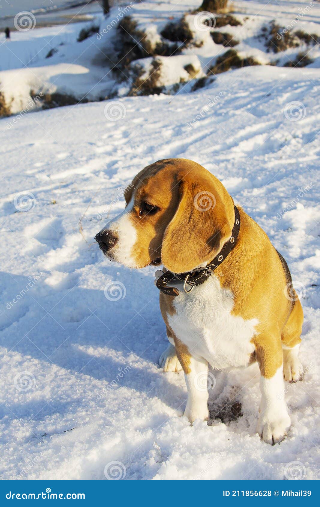 The Beagle Sits in the Winter Snow and Looks into the Distance Stock ...