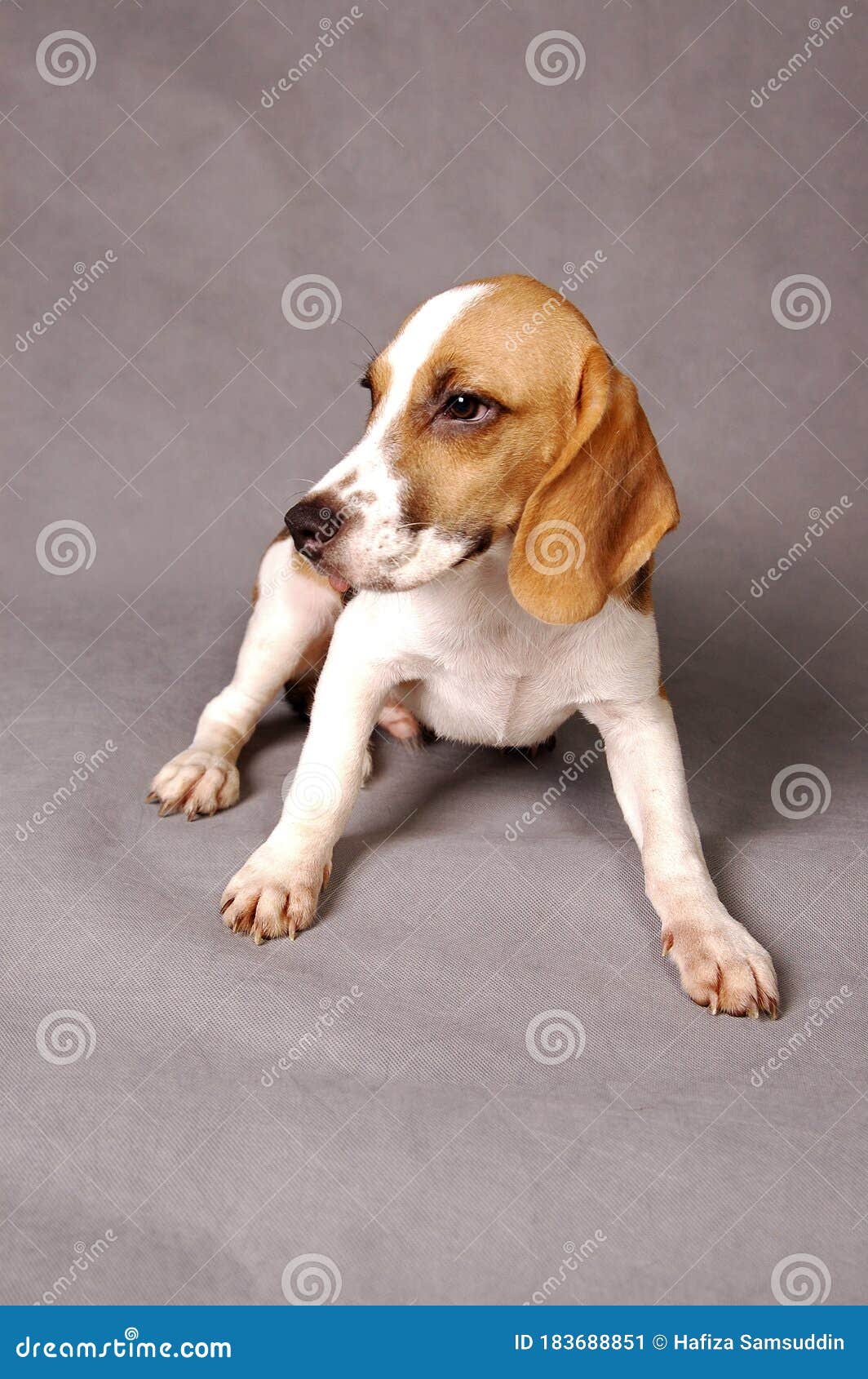 A Beagle sitting down stock image. Image of cute, animals - 183688851