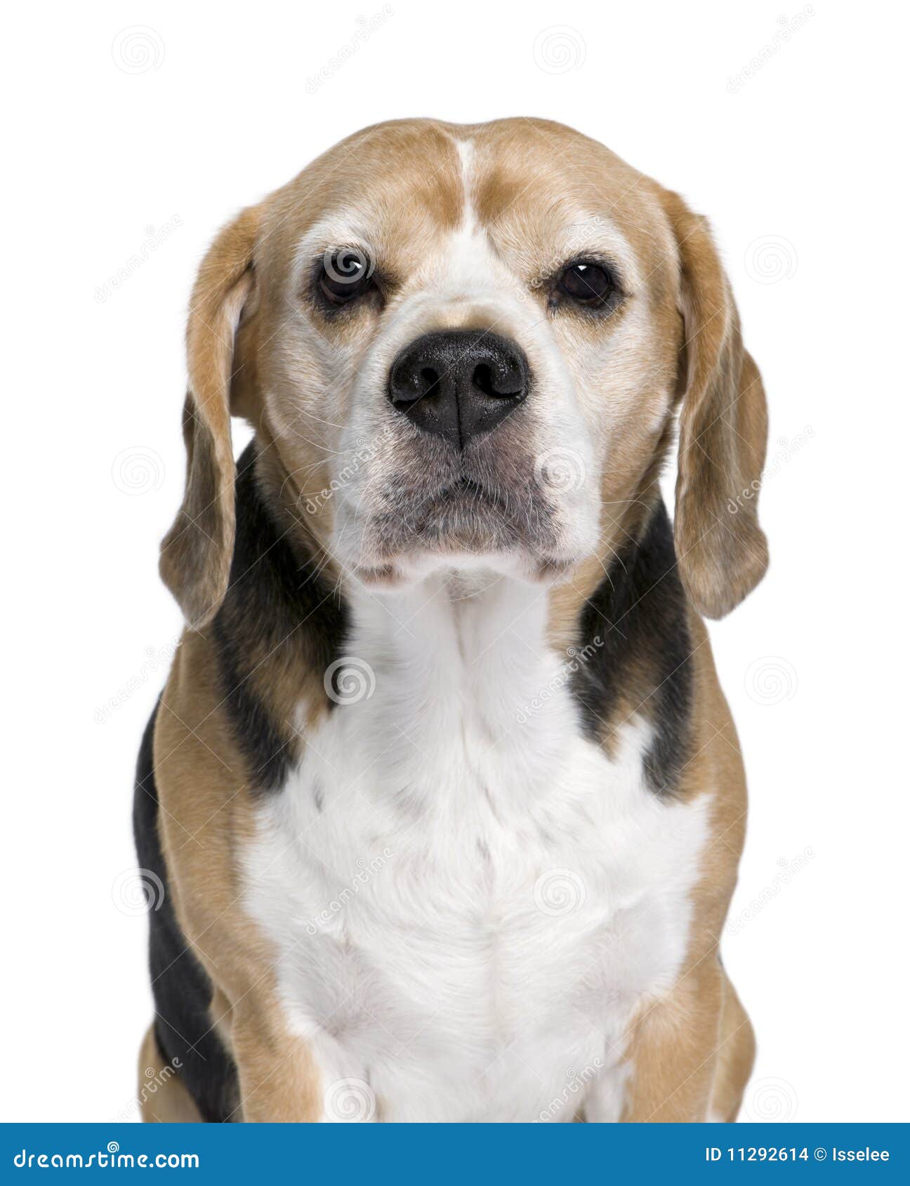 Beagle Sitting in Front of White Background Stock Photo - Image of ...