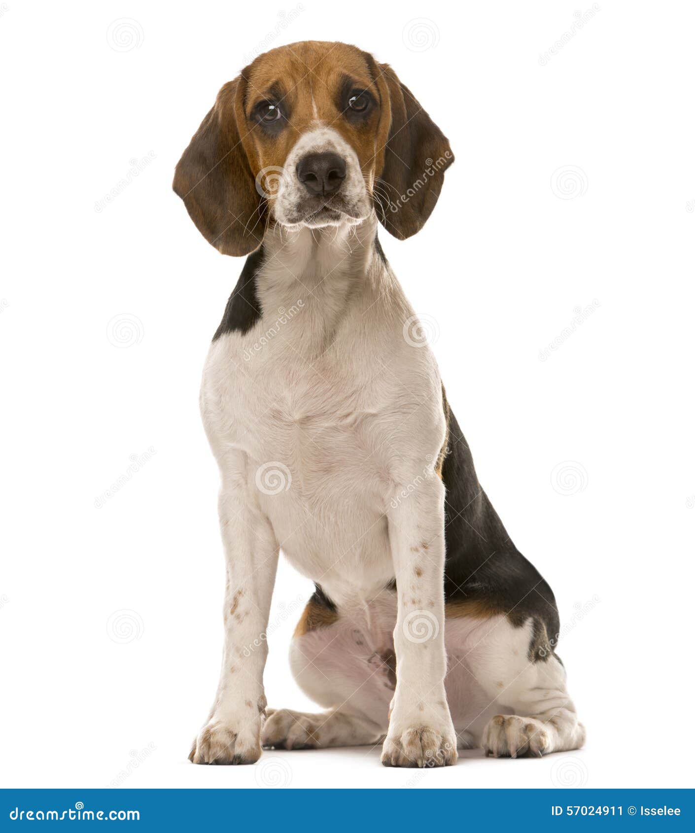 Beagle sitting stock image. Image of people, animal, studio - 57024911
