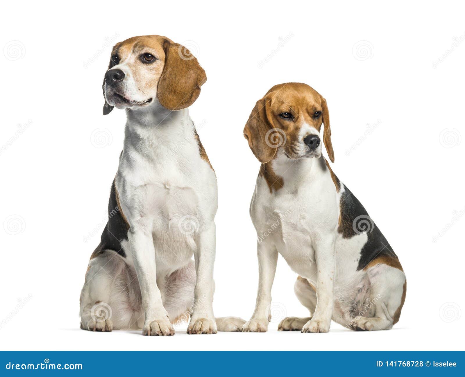 Beagle Sitting in Front of White Background Stock Photo - Image of shot ...