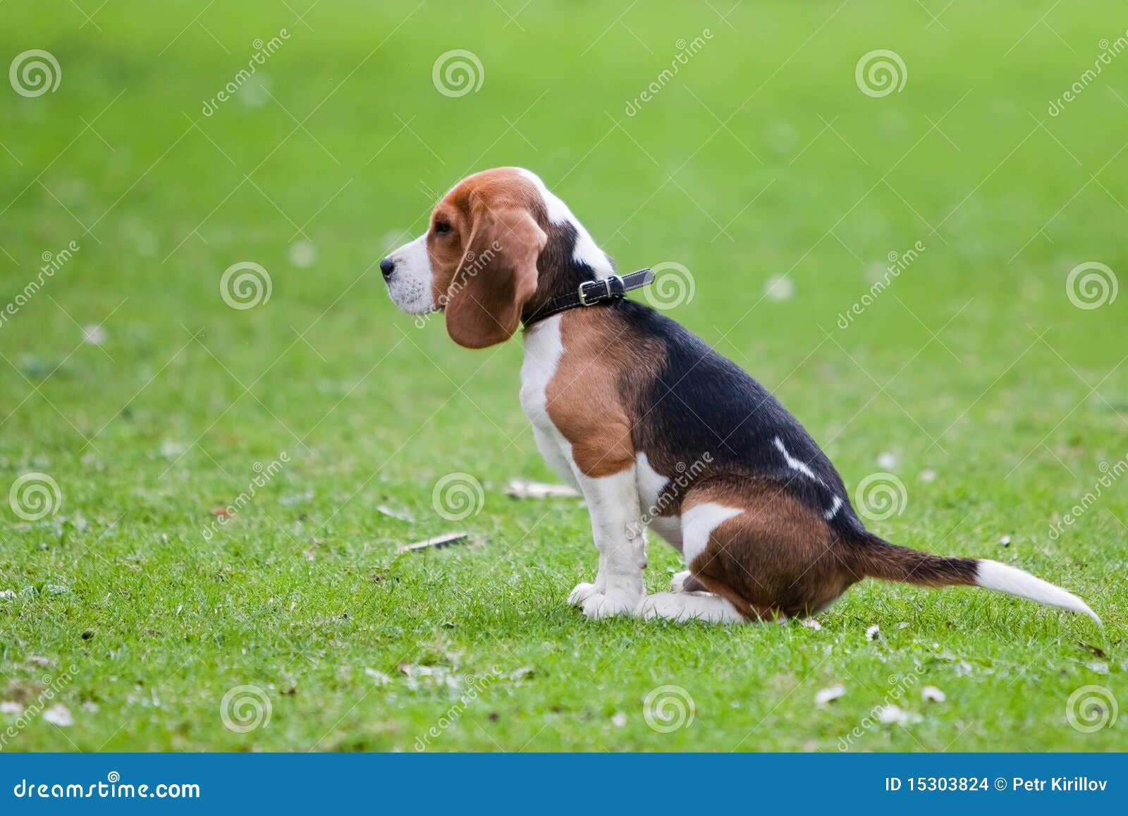 Beagle Sitting on Green Grass Stock Photo - Image of beagle, lovely ...