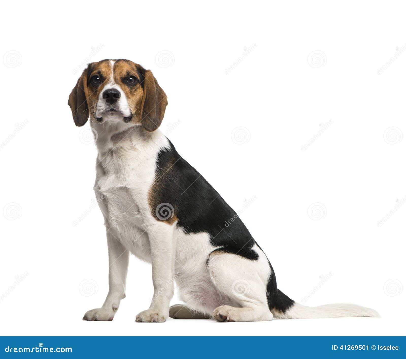 Beagle stock image. Image of sitting, vertebrate, view - 41269501