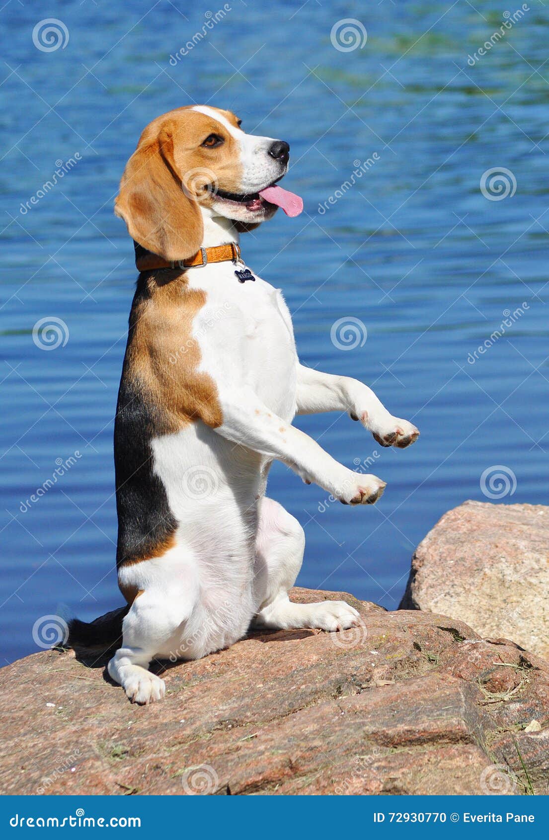 Beagle Sitting Near the River Stock Photo - Image of sitting, beagle ...