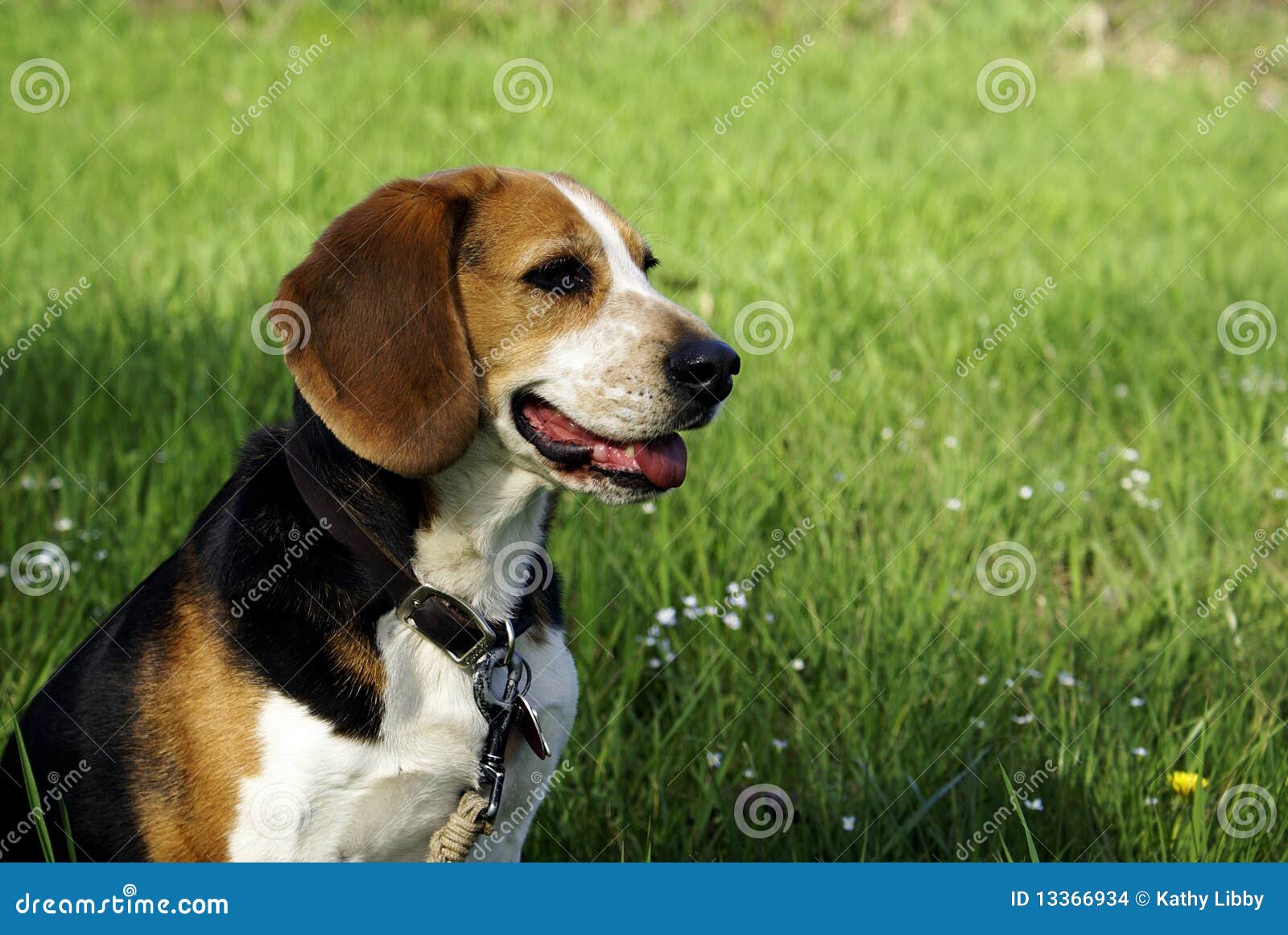 Beagle Sitting Pretty stock photo. Image of look, profile - 13366934