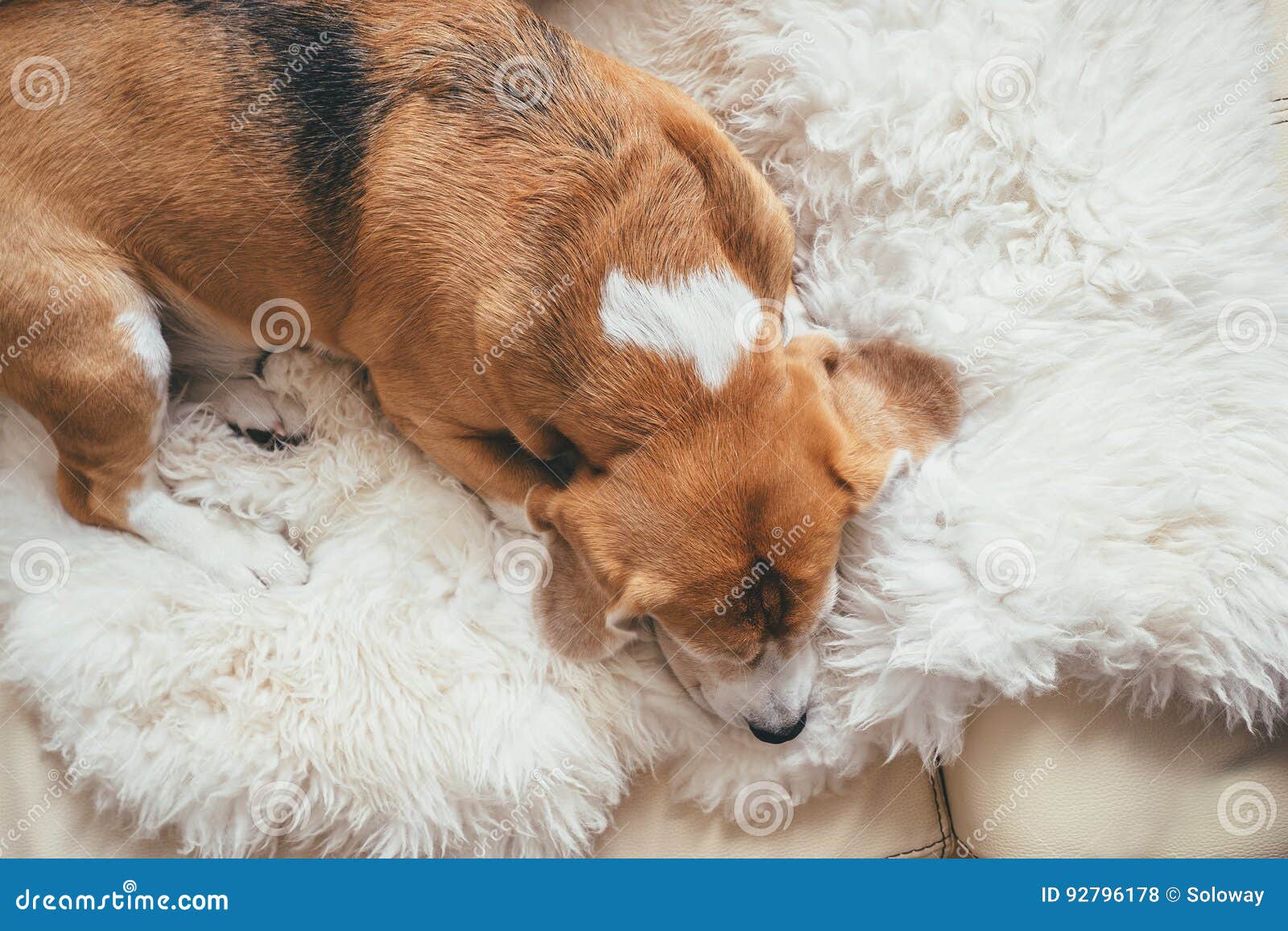 Beagle sleep on sheepskin stock photo. Image of portrait - 92796178