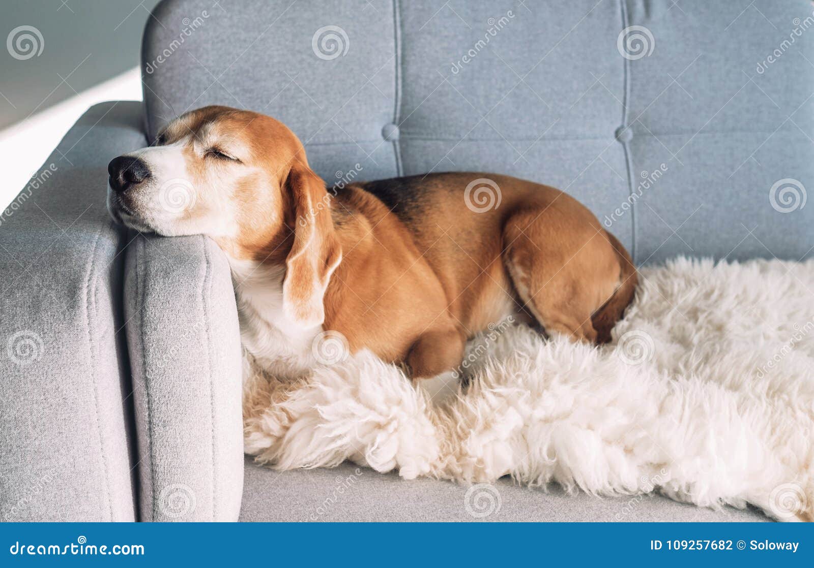 Beagle sleeps on cozy sofa stock photo. Image of humor - 109257682