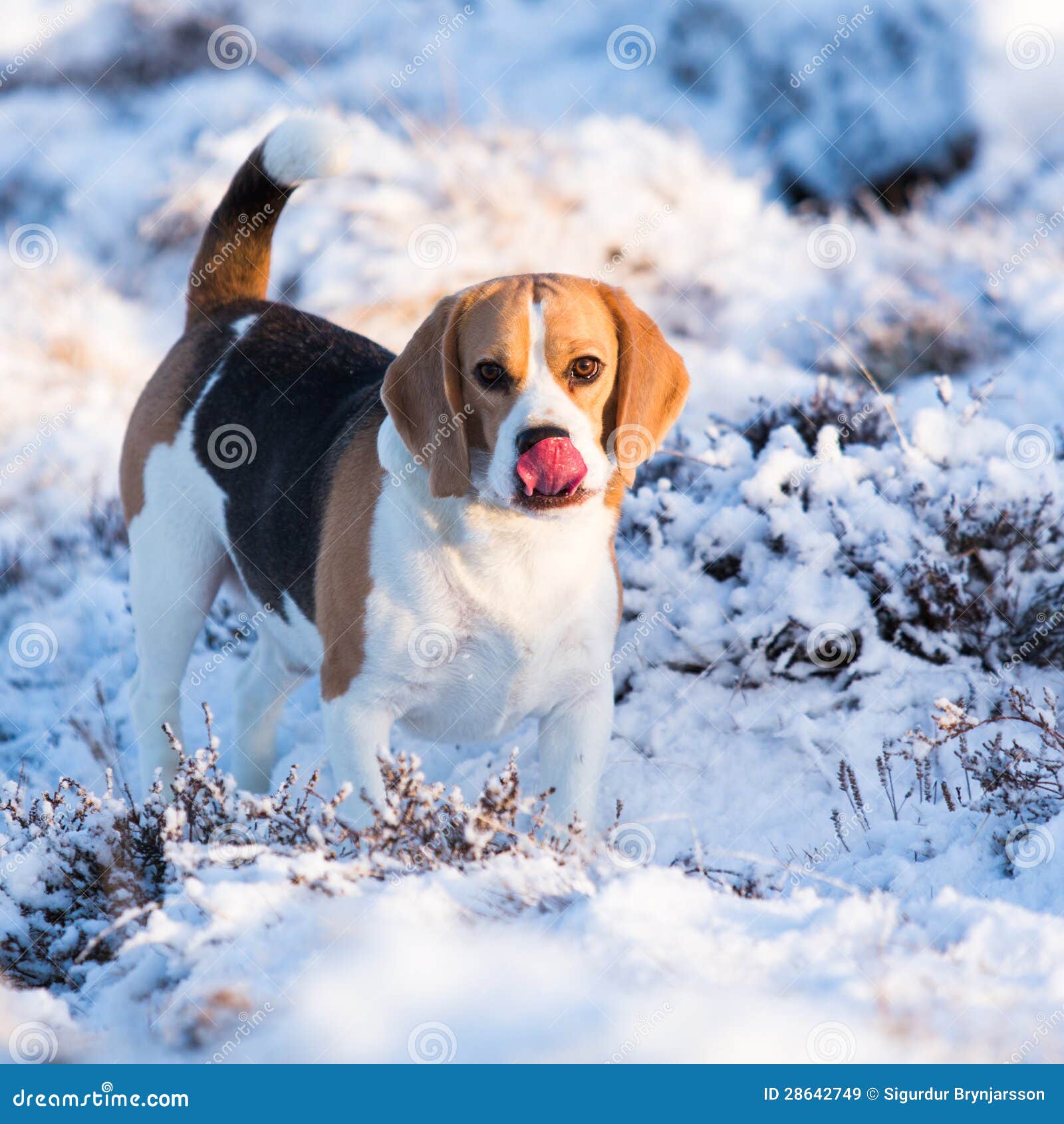 A beagle in the snow. stock image. Image of animal, explore - 28642749