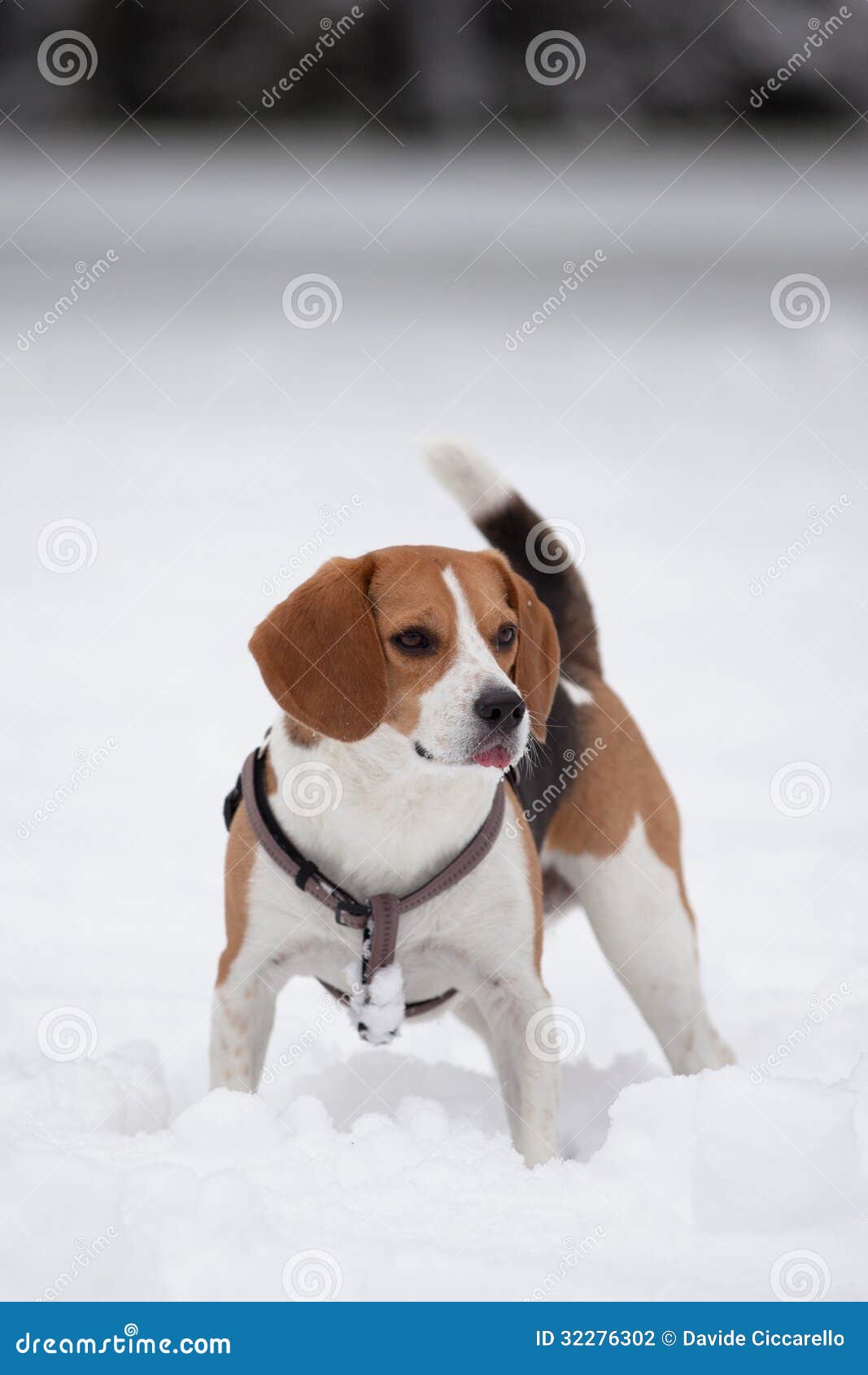 Beagle on the snow stock photo. Image of female, cold - 32276302