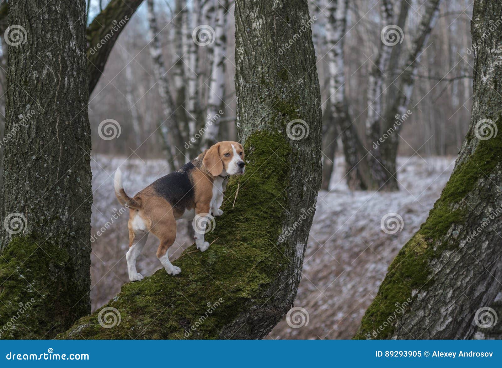 The Beagle in the Spring Woods Climbs the Tree Stock Image - Image of ...