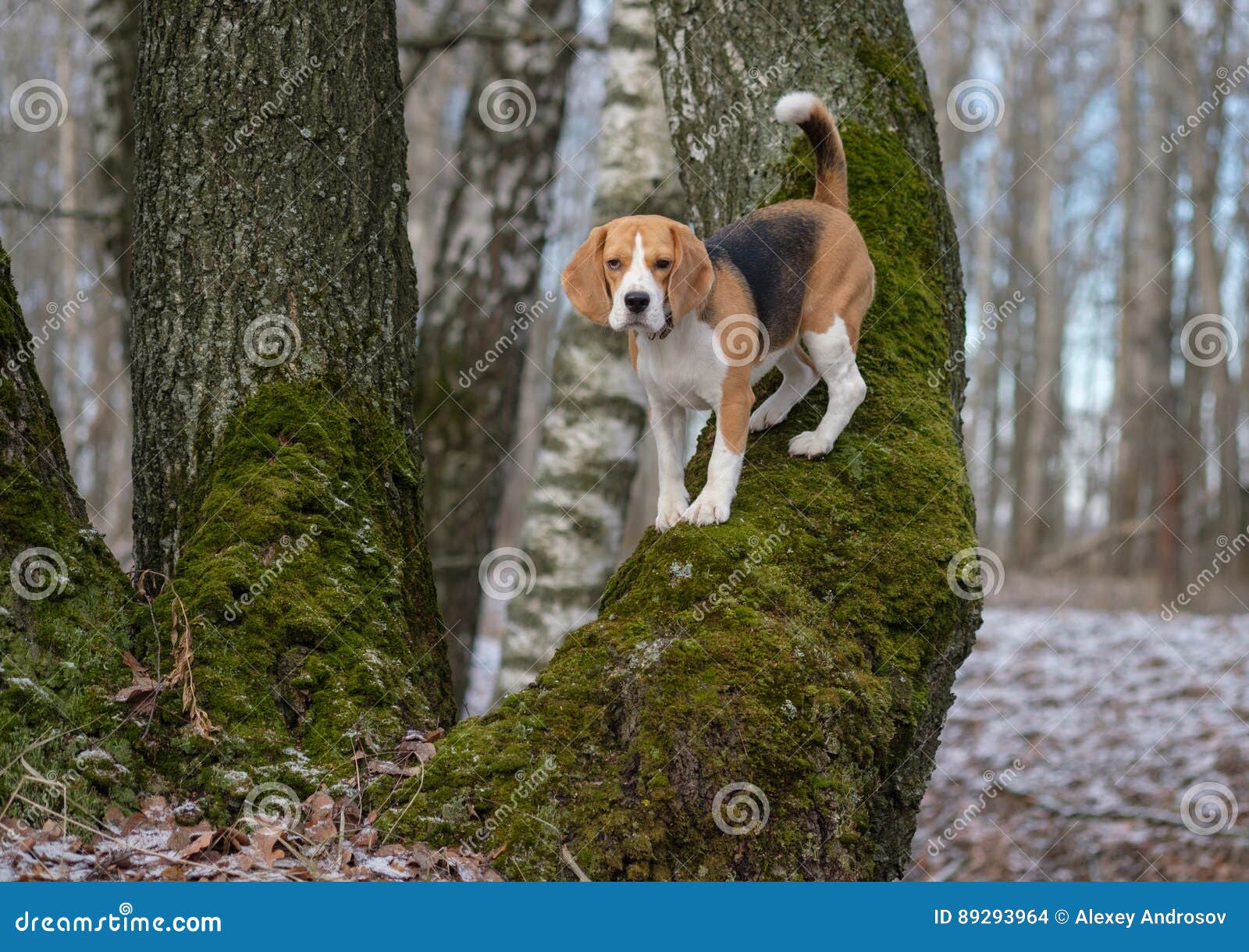 The Beagle in the Spring Woods Climbs the Tree Stock Photo - Image of ...