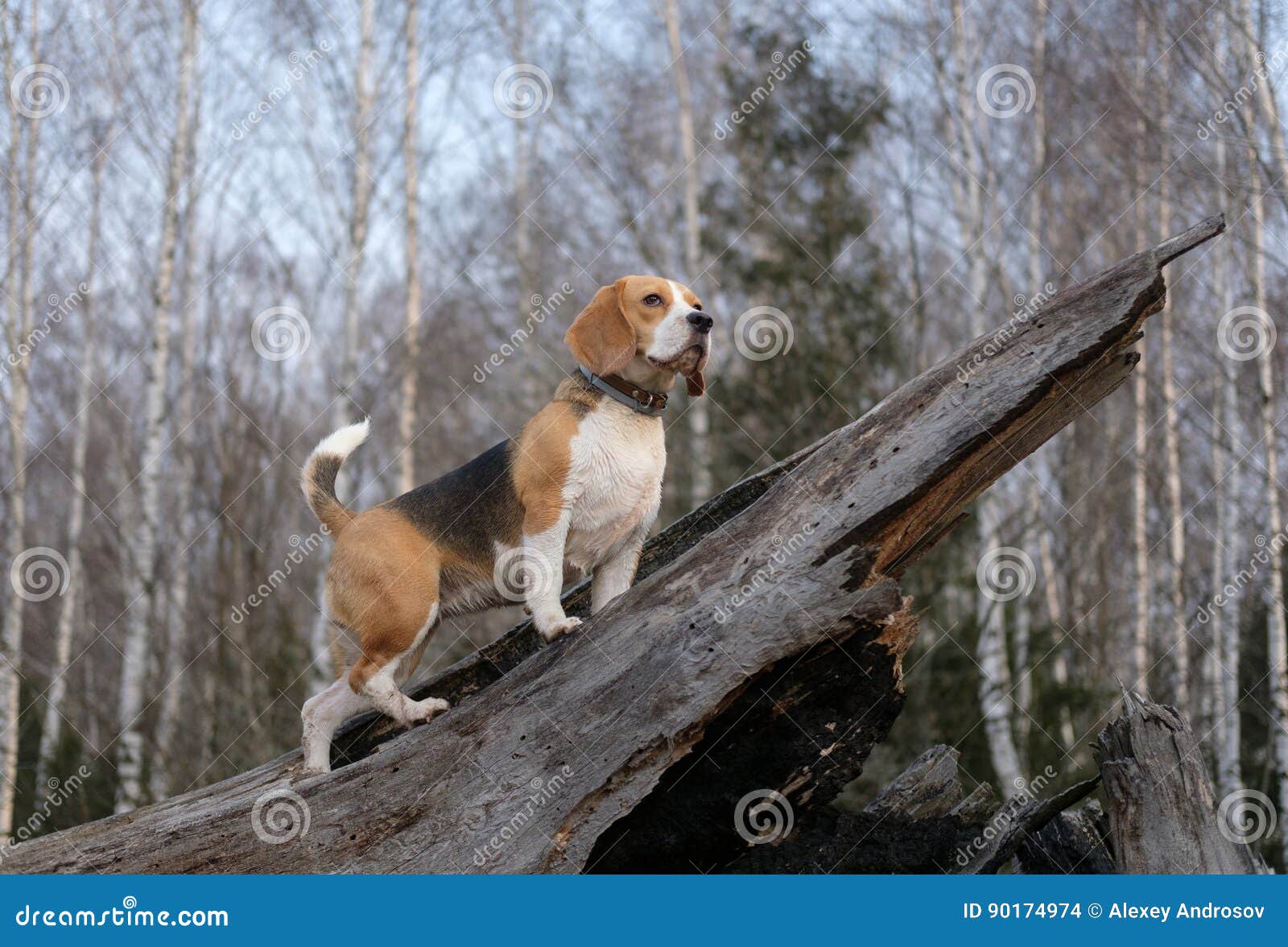 The Beagle in the Spring Woods Climbs the Tree Stock Photo - Image of ...