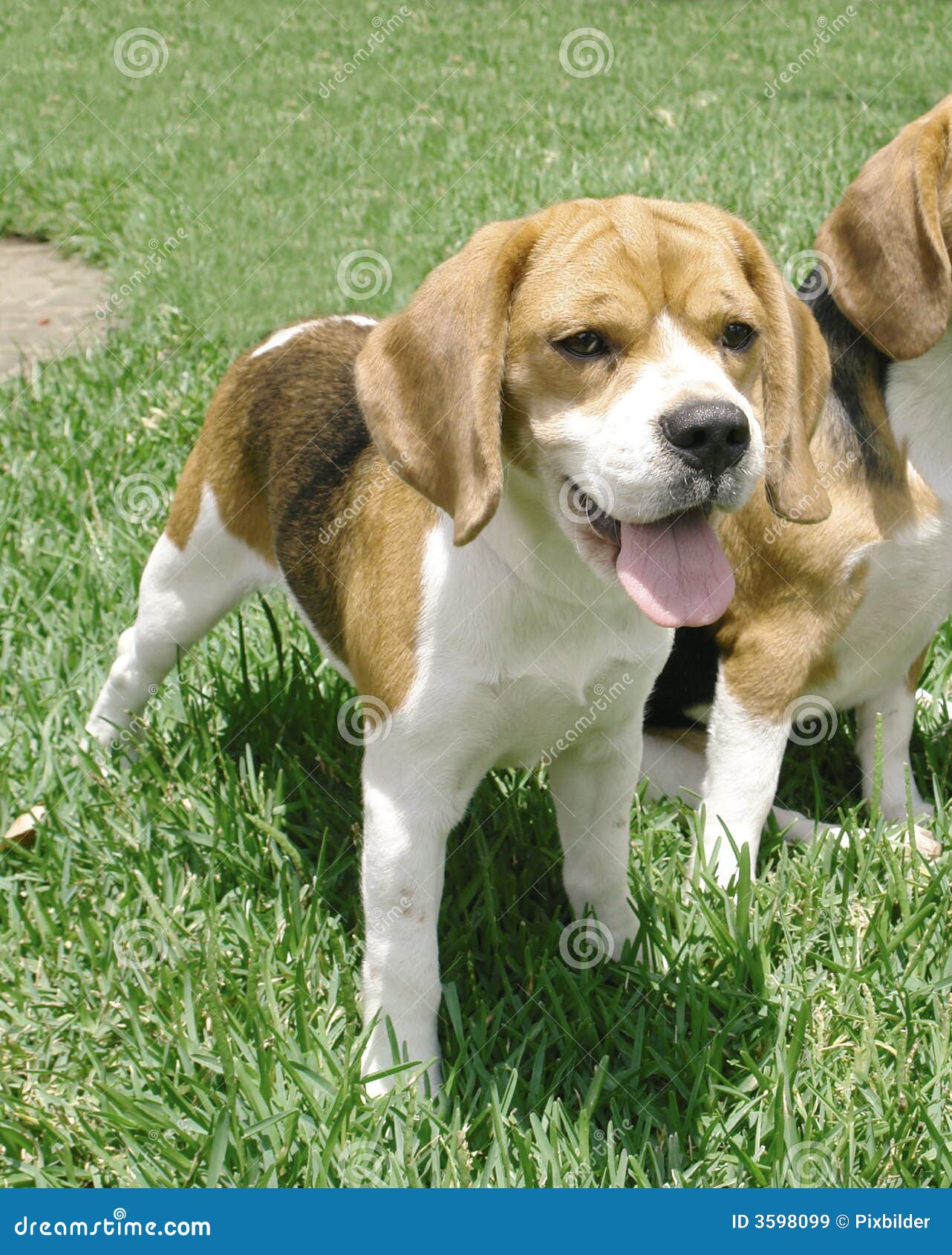 Beagle Standing Picture. Image: 3598099