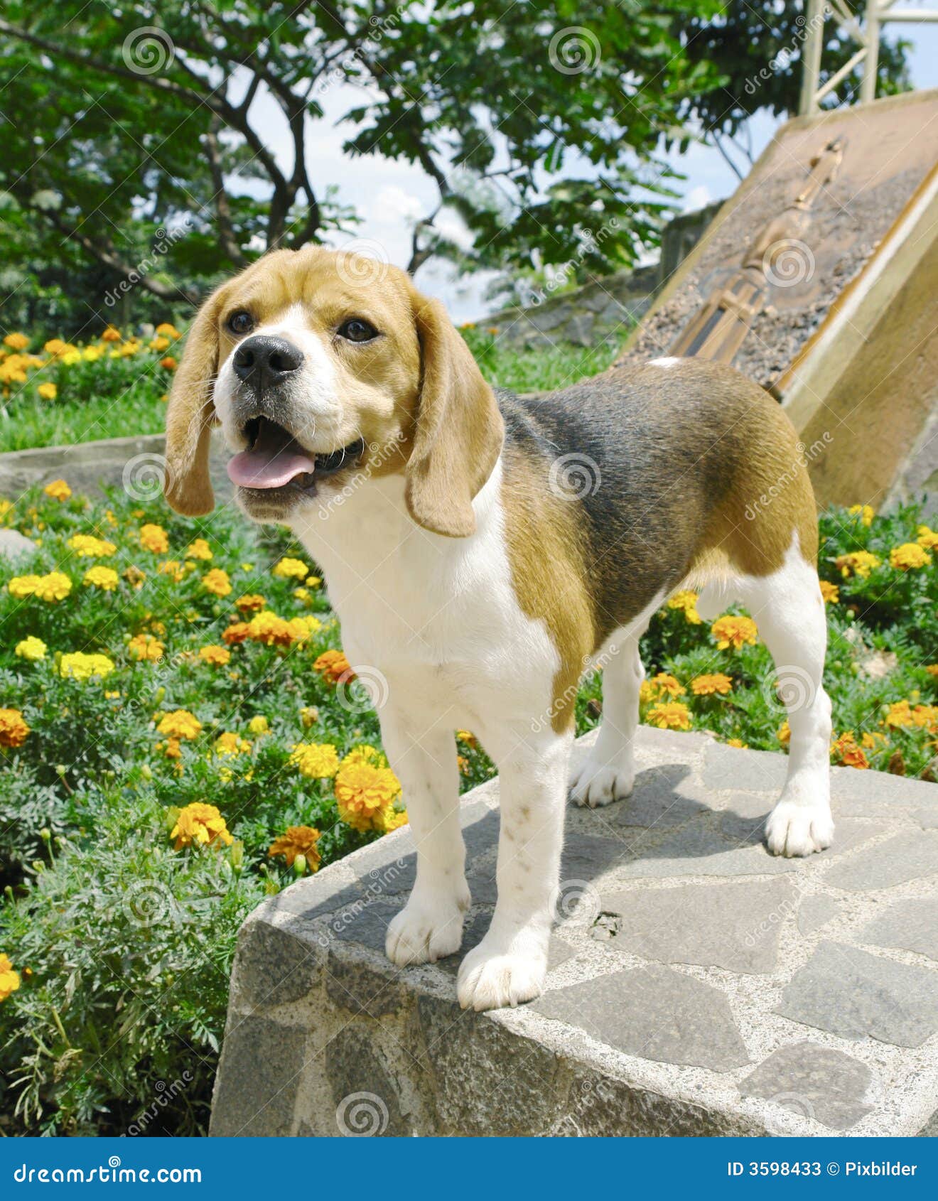 Beagle standing stock image. Image of canine, male, show - 3598433