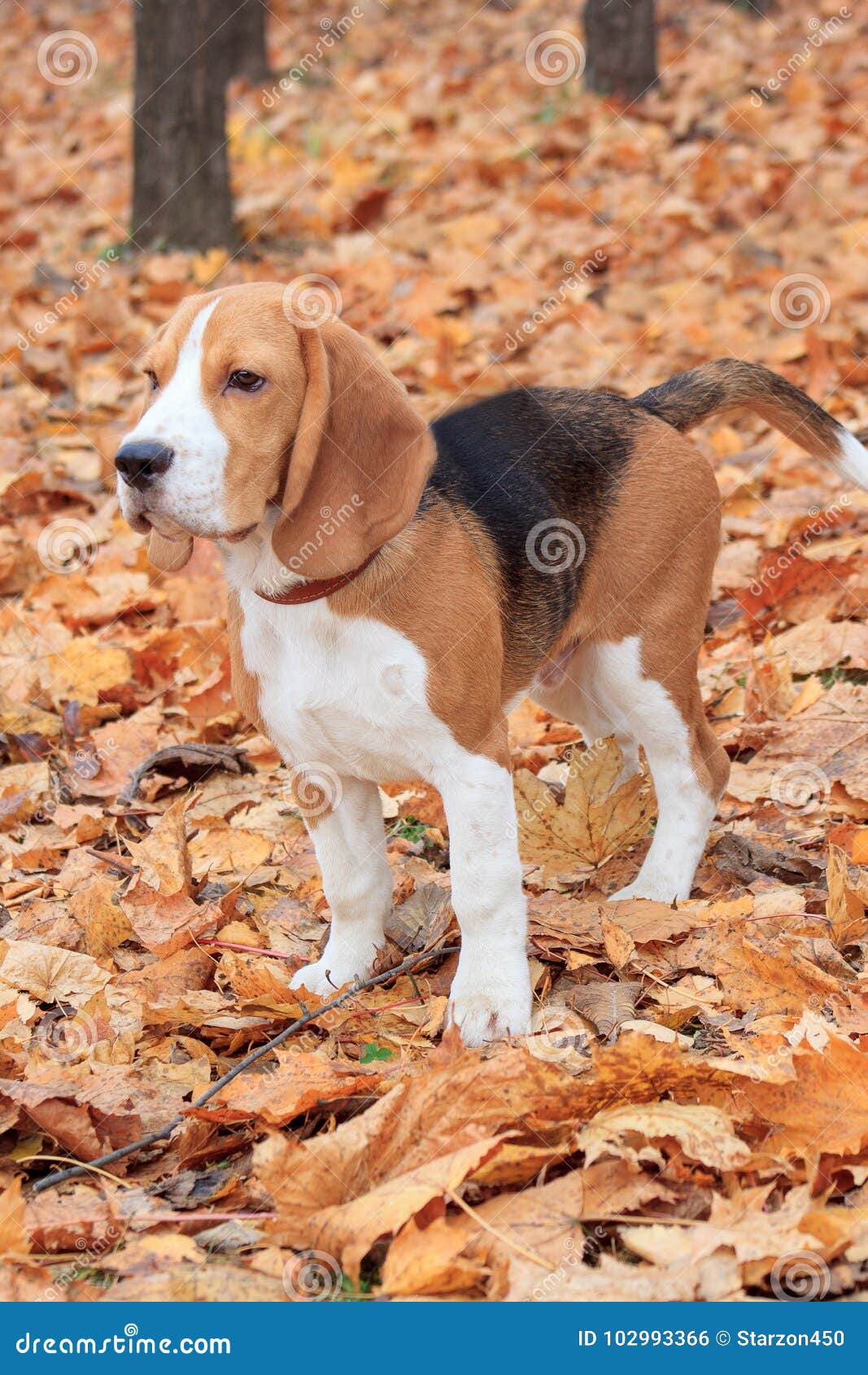 Beagle is Standing in the Autumn Foliage in the Park. Stock Photo ...