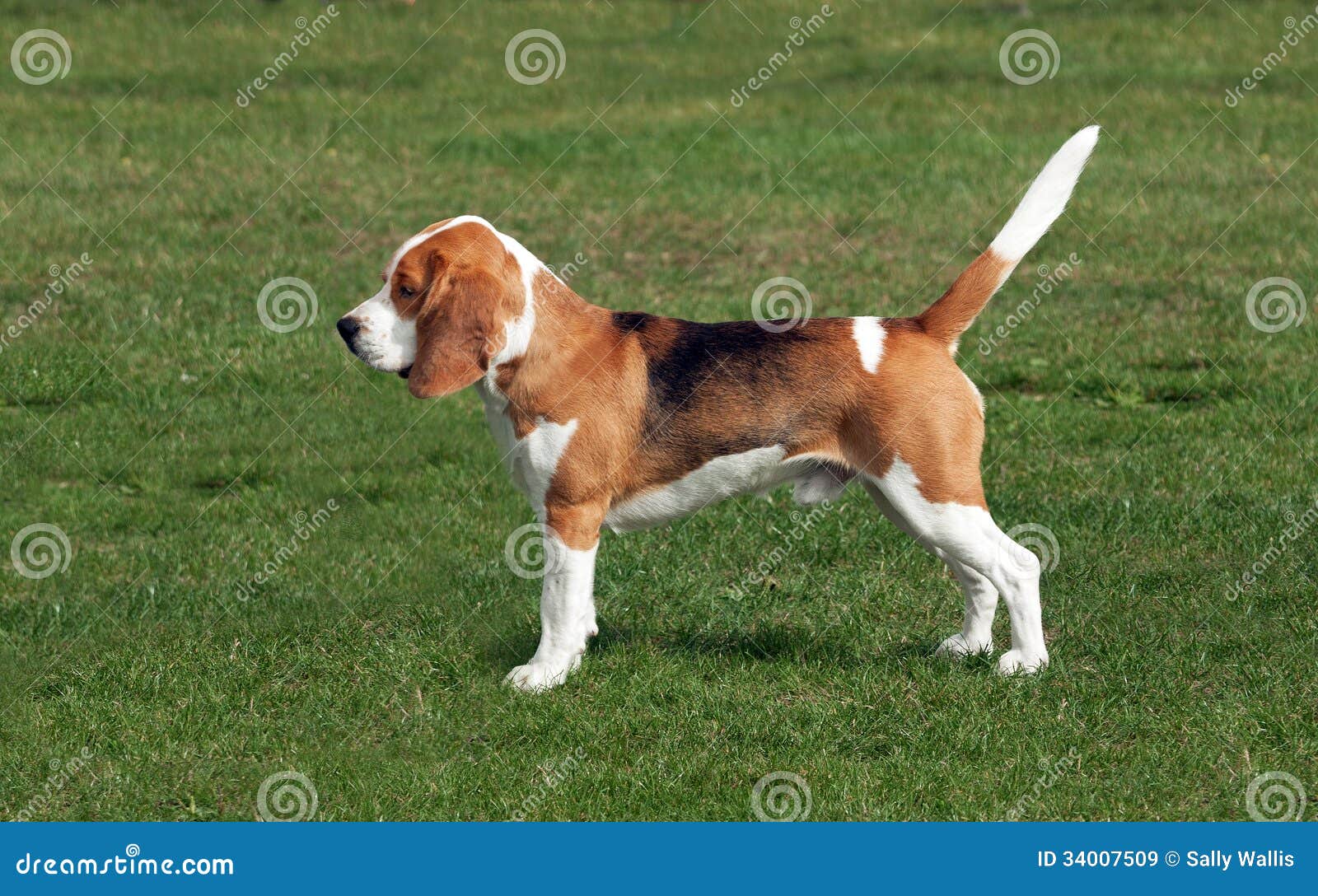 Why Does My Beagles Tail Droop