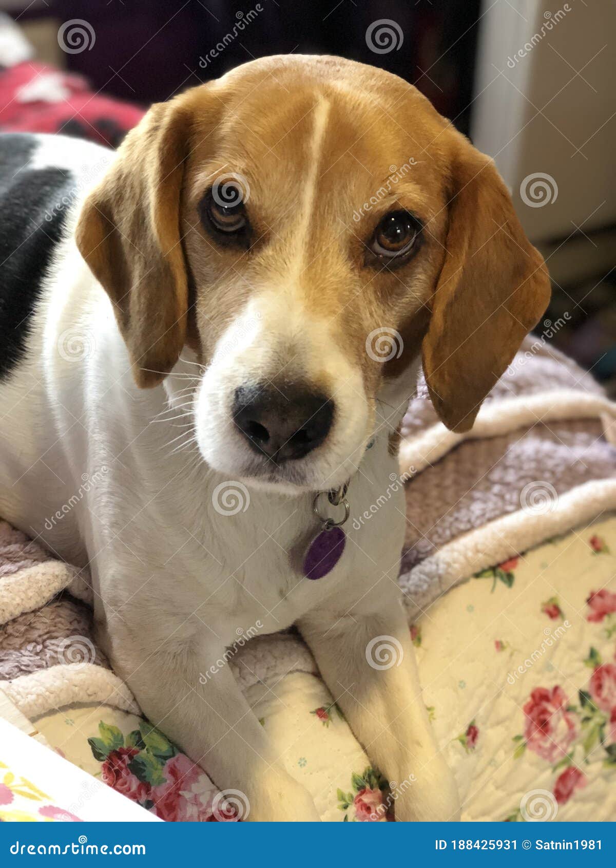 Beagle portrait tri color stock image. Image of beagle - 188425931