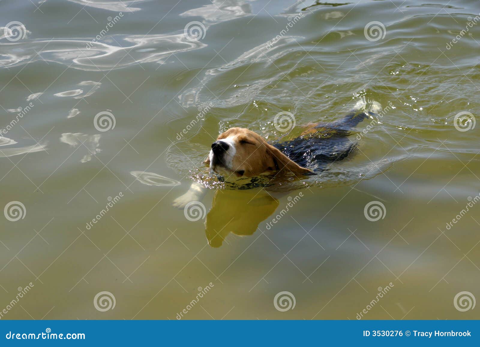 Beagle swimming stock photo. Image of canine, ears, swimming - 3530276