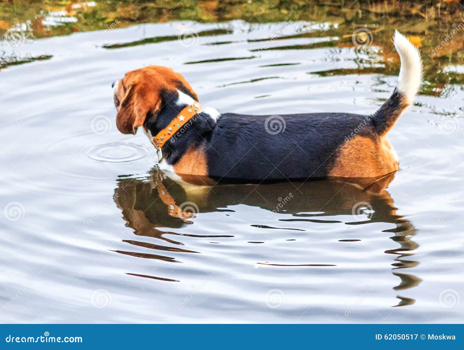 Beagle Taking Bath in the Duck Pond Stock Image - Image of swimming ...