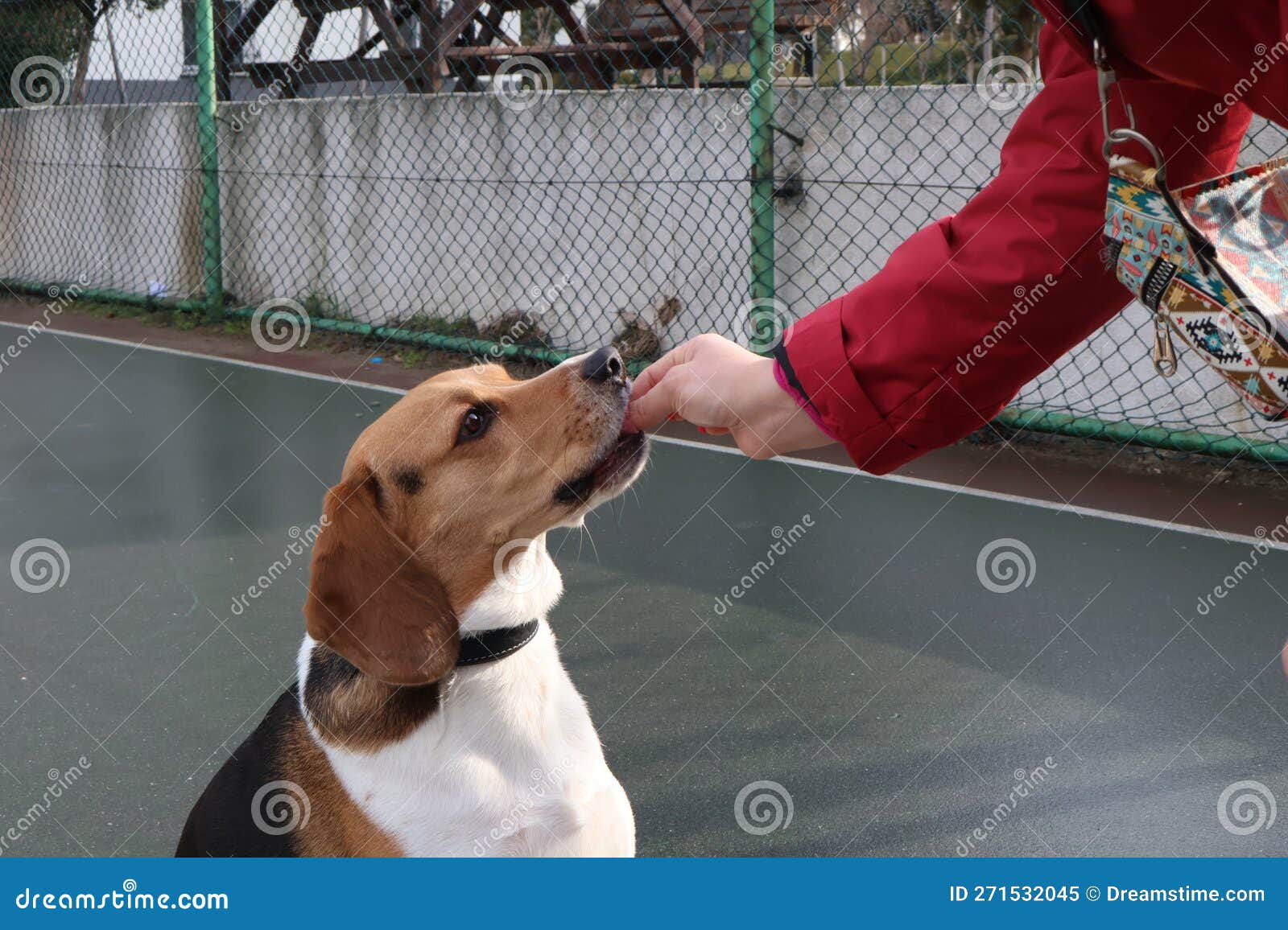 Dog training stock image. Image of beagle, blackcollar - 271532045