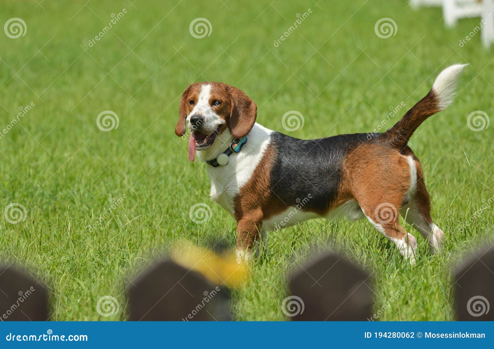 Beagle Tri-color Dog Playing Stock Photo - Image of black, pets: 194280062