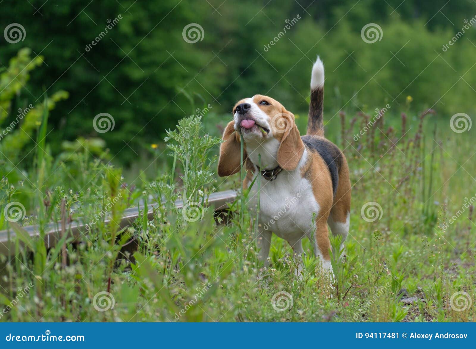 Beagle on a Walk, Eats Green Grass Stock Image - Image of purebred ...