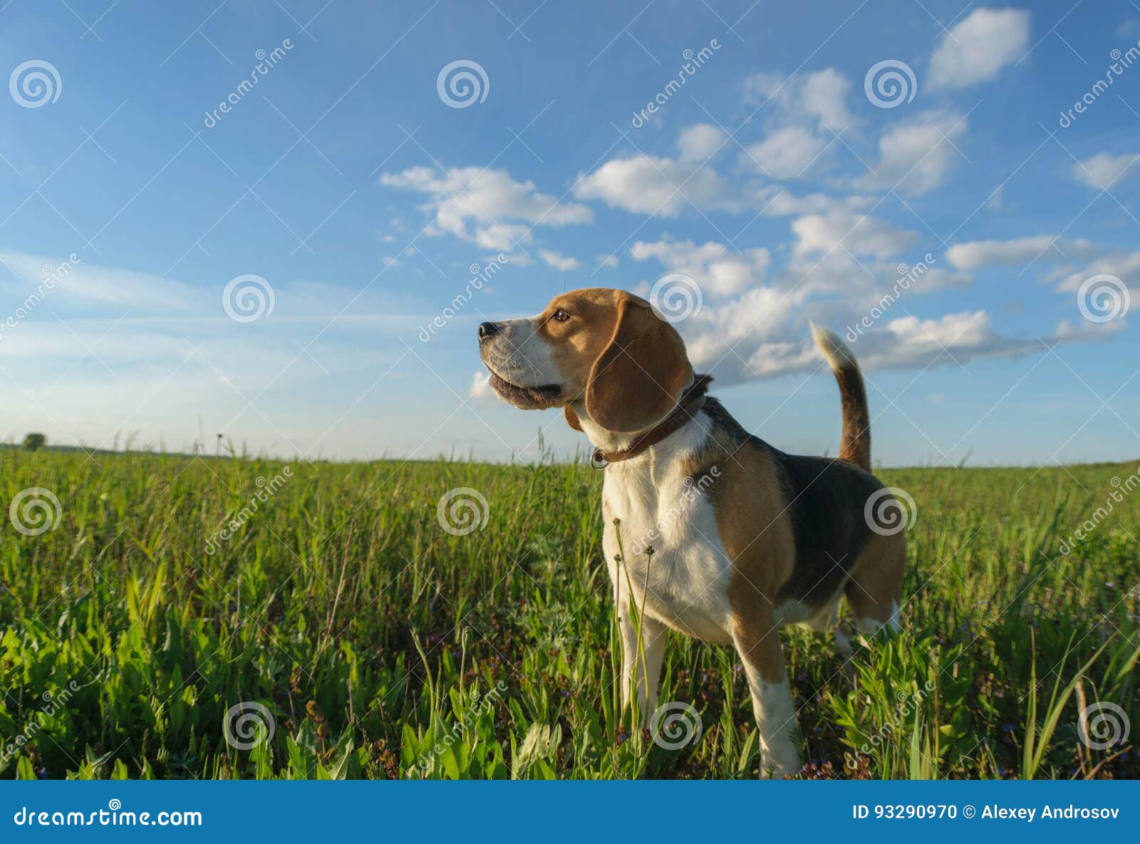Beagle on a Walk in a Green Field in Summer Evening Stock Photo - Image ...