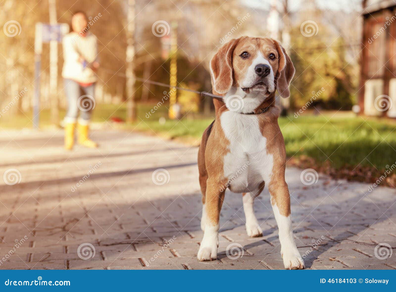 Beagle Walk on Long Lead at the Autumn Park Stock Image - Image of ...