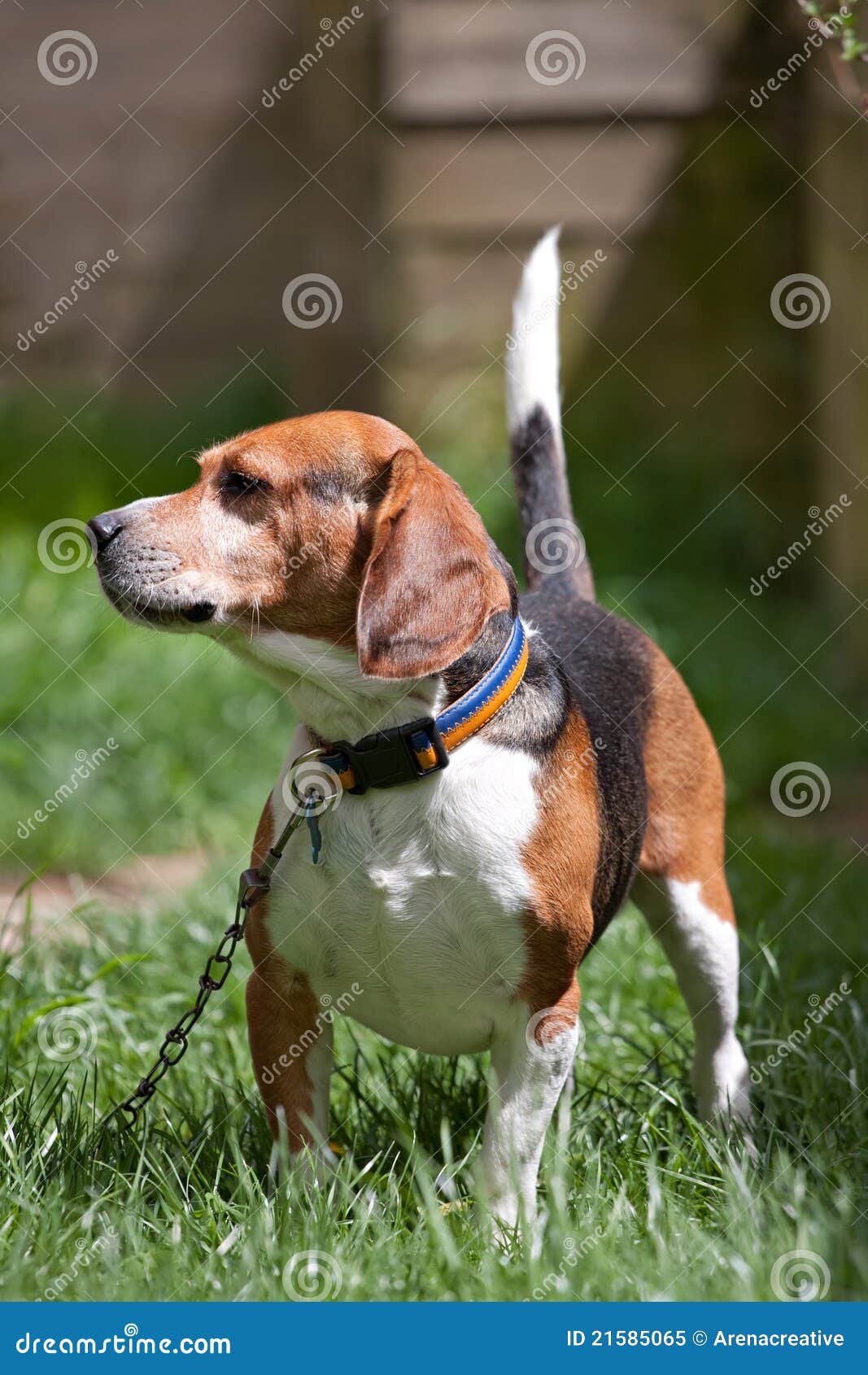 Beagle Watch Dog stock image. Image of hunting, black - 21585065