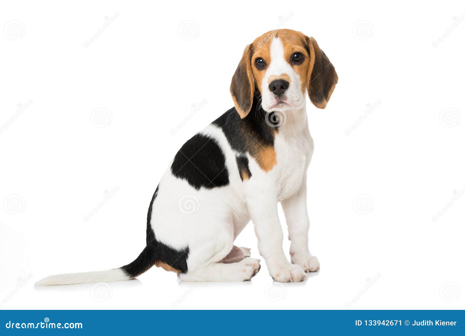 Beagle Puppy Sitting Isolated on White Stock Image - Image of sitting ...