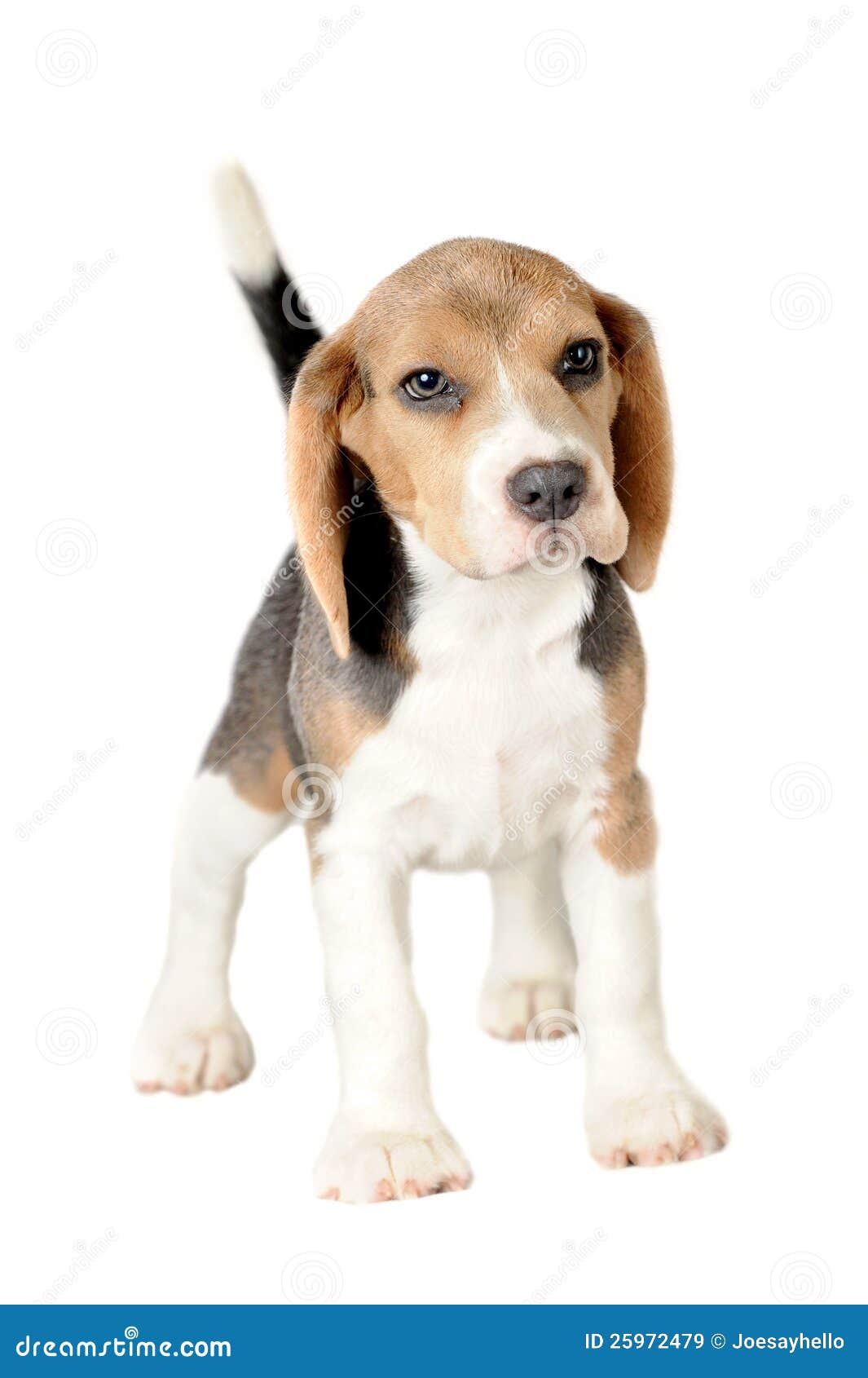 Beagle on White Background stock image. Image of obedient - 25972479