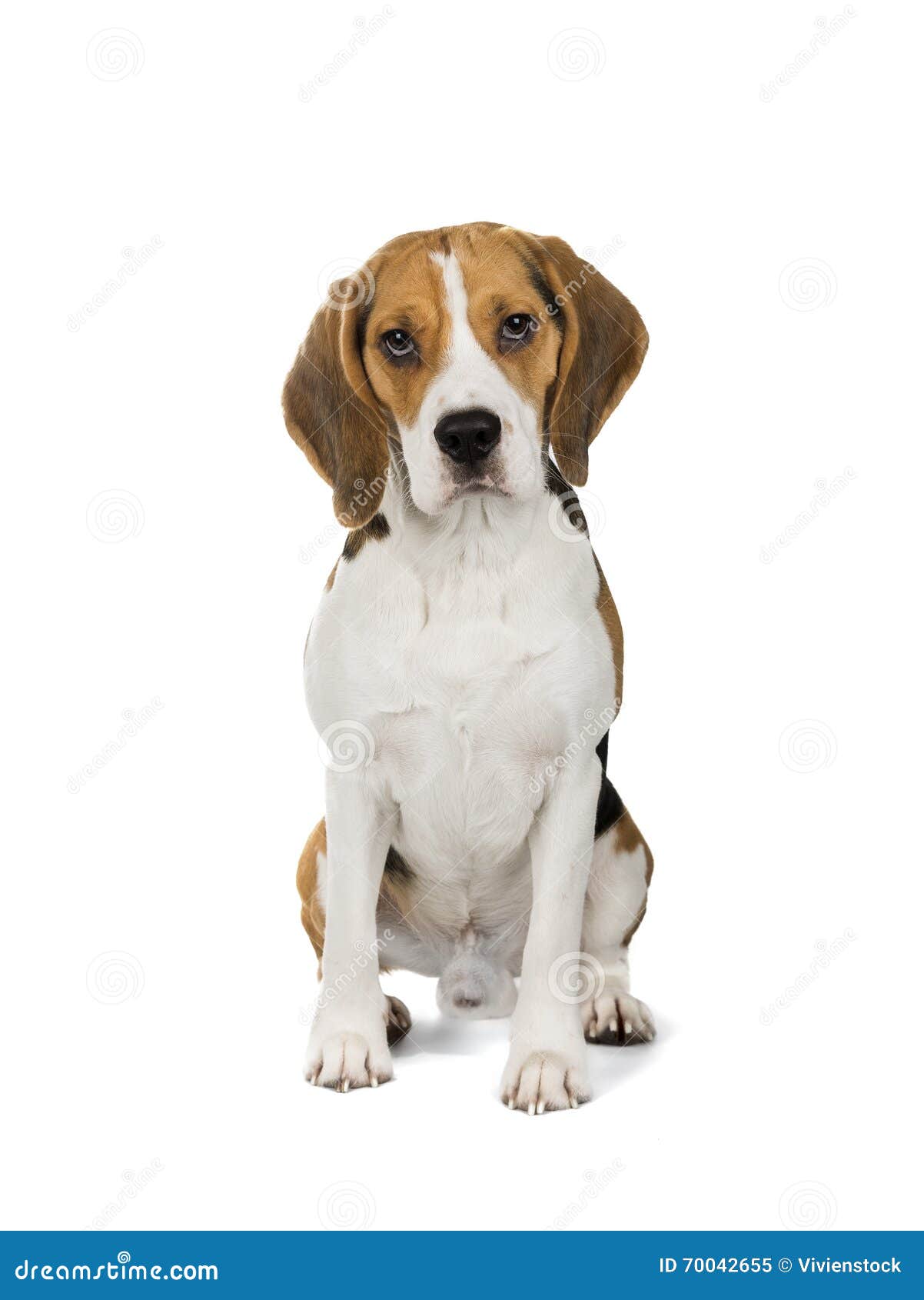 Beagle on white background stock image. Image of purebred - 70042655