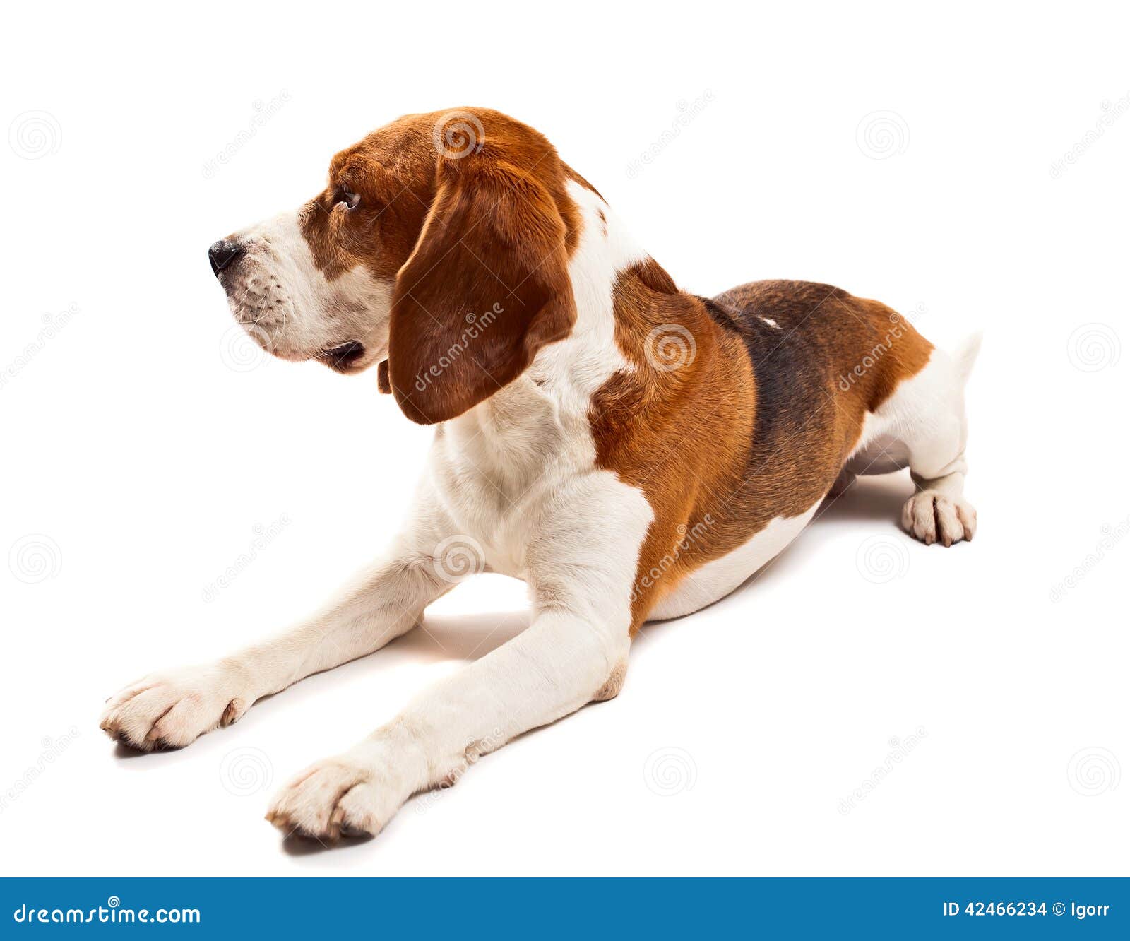 Beagle on white stock photo. Image of funny, looking - 42466234