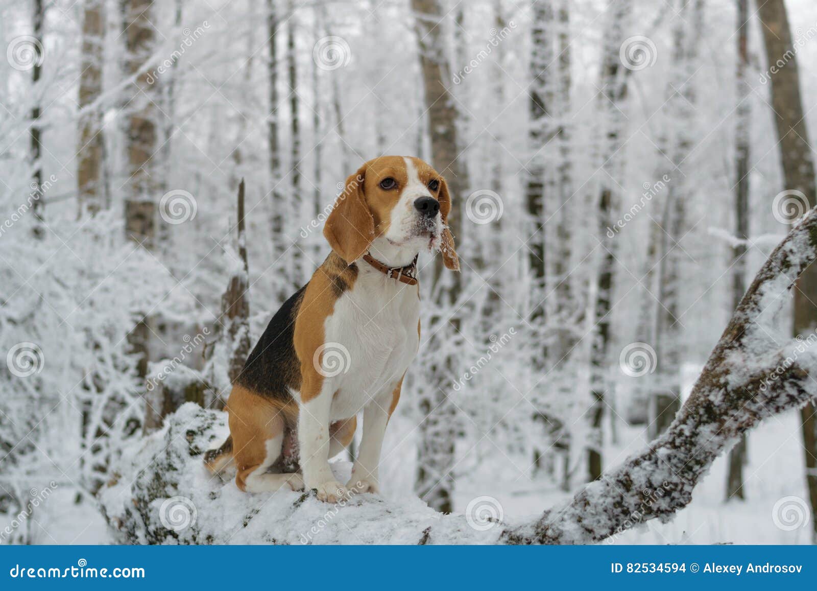 Beagle in winter forest stock photo. Image of background - 82534594